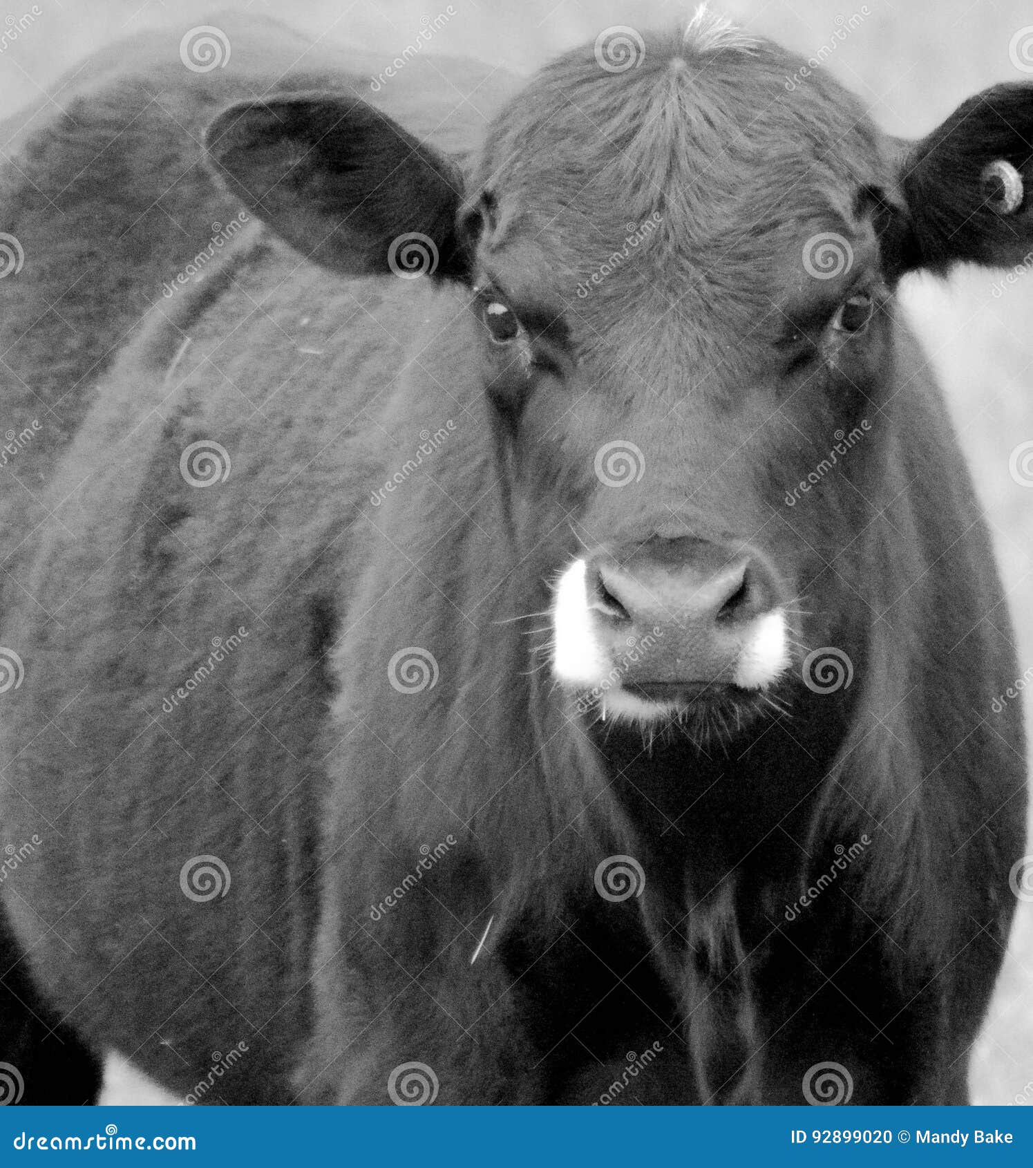 Hungry cow in the evening stock photo. Image of black - 92899020