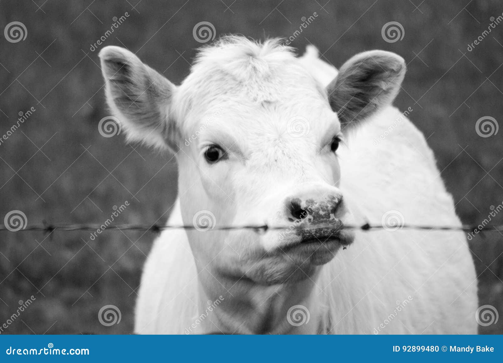 Hungry cow in the evening stock photo. Image of black - 92899480
