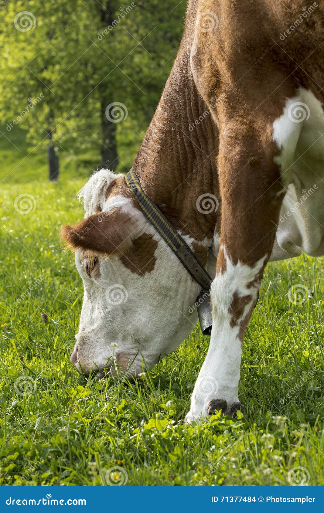 Hungry cow stock photo. Image of spring, animal, hoof - 71377484