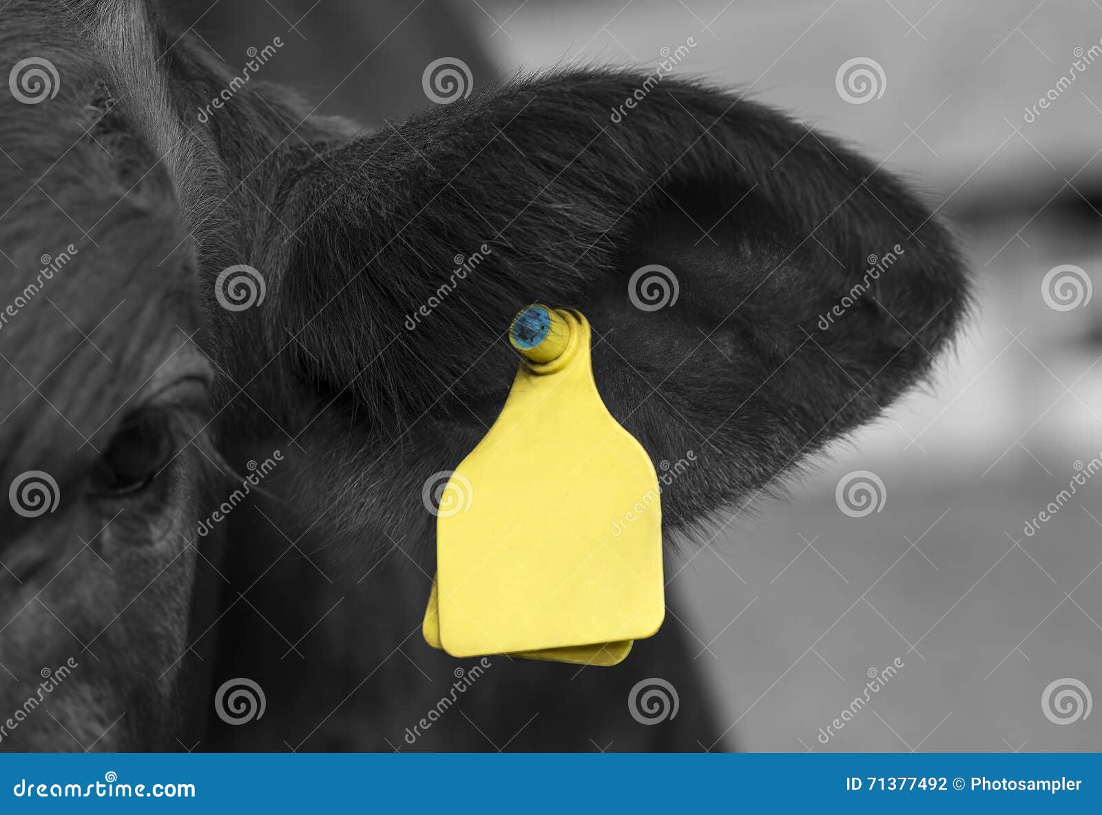 Hungry cow stock photo. Image of nature, food, agriculture - 71377492