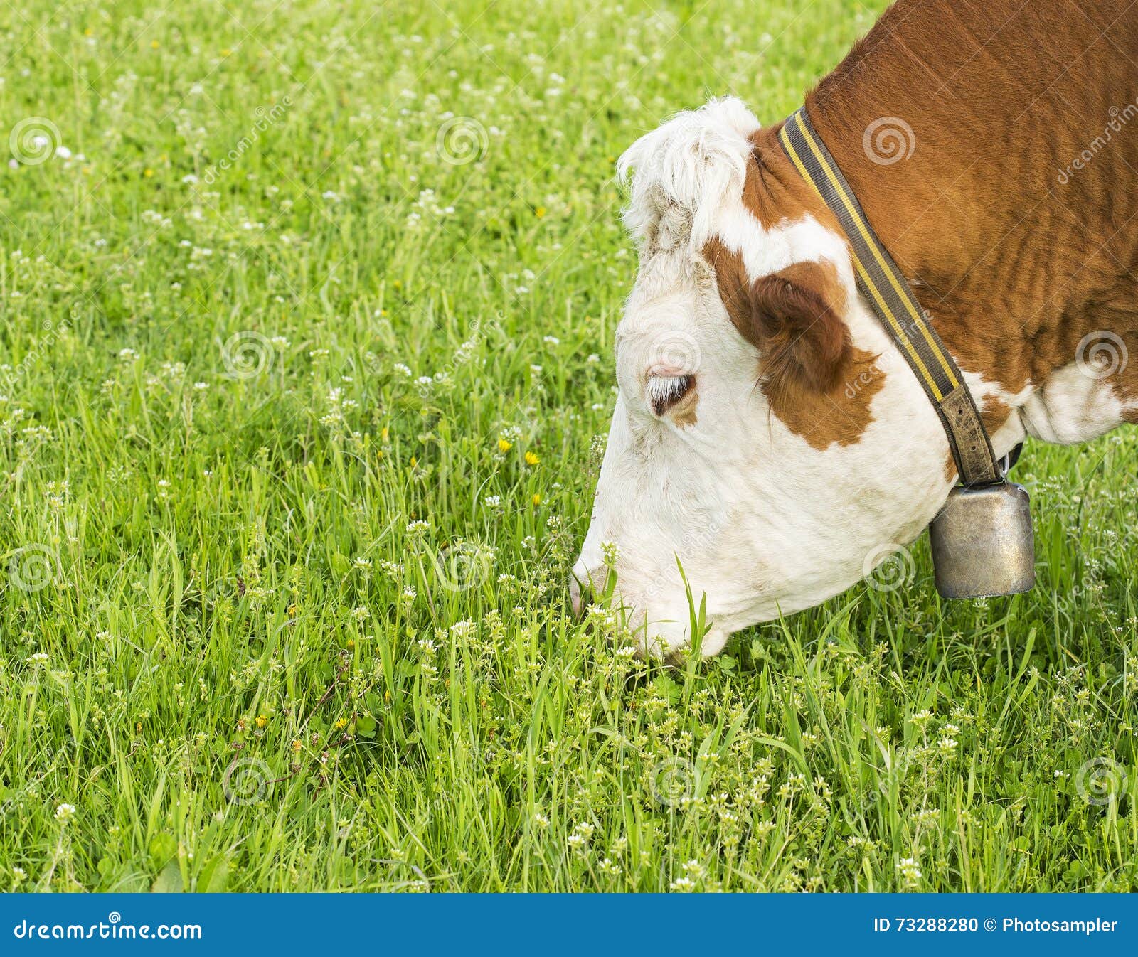 Hungry cow stock photo. Image of yellow, meat, milk, summer - 73288280