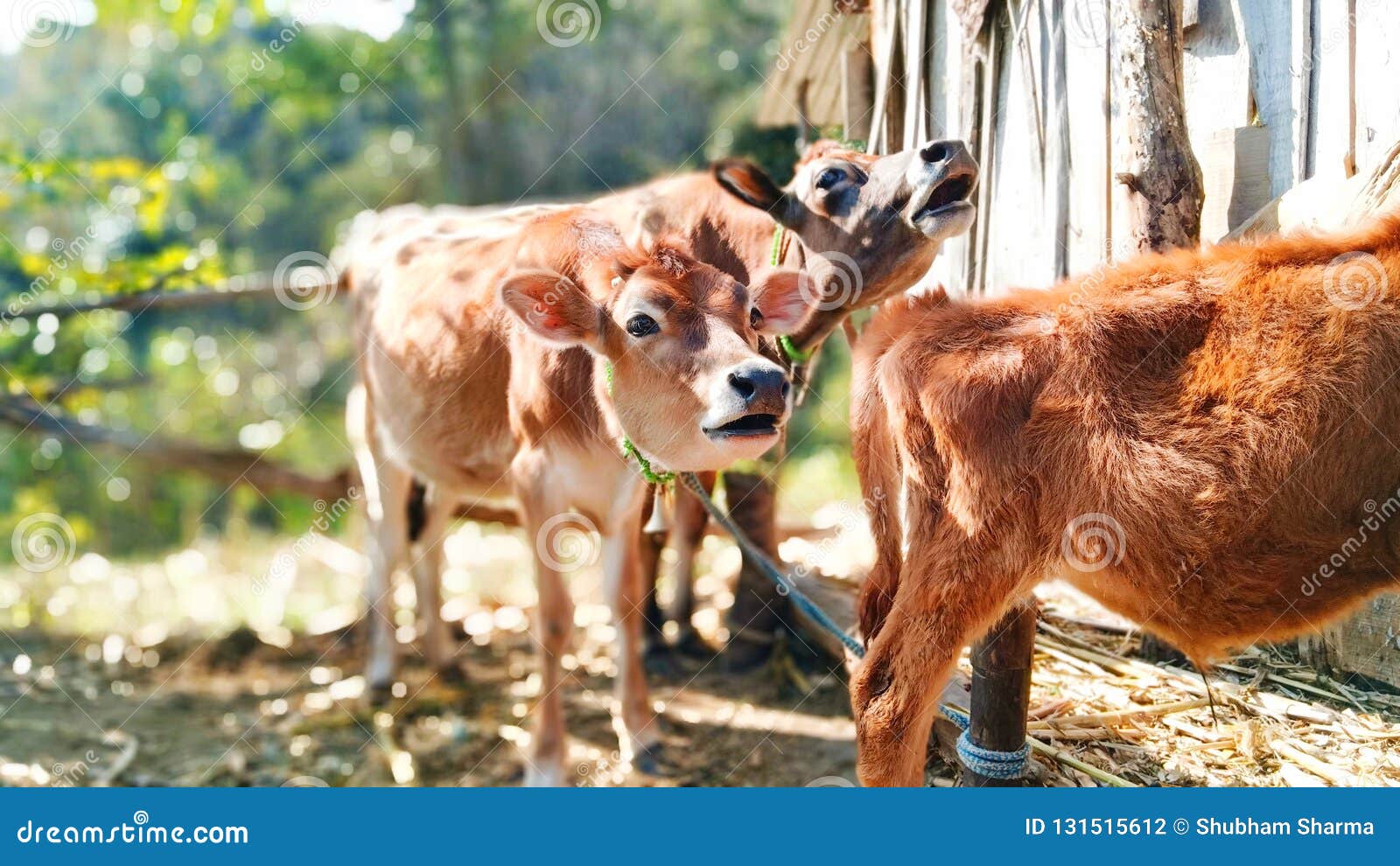 Hungry Cows stock photo. Image of making, sound, cows - 131515612
