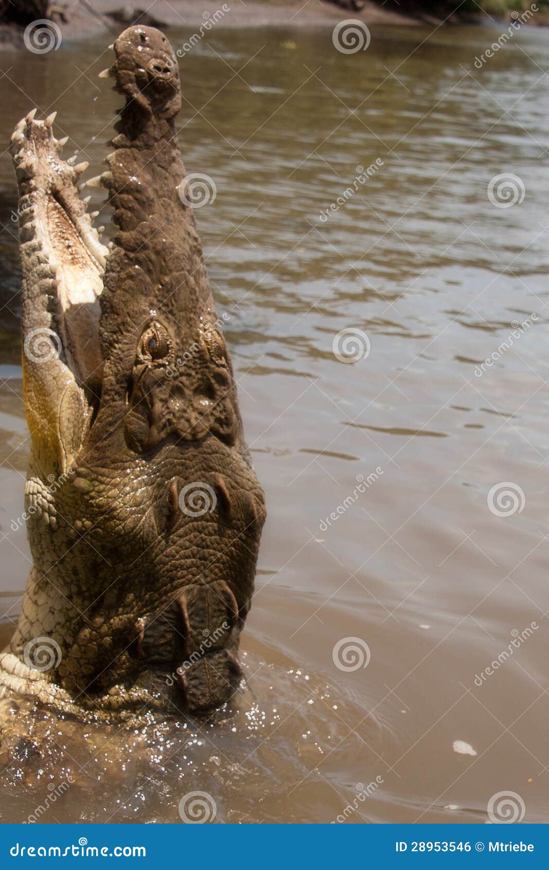 Hungry Croc stock photo. Image of tropical, reptile, large - 28953546