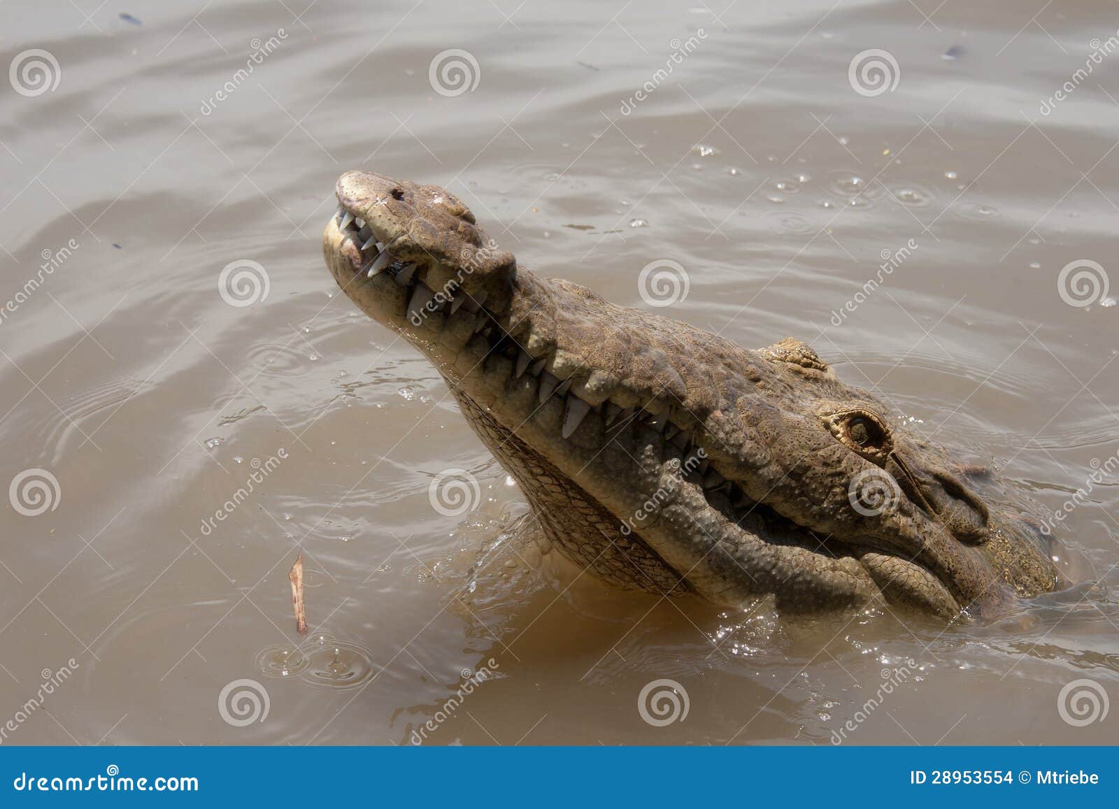 Hungry Croc stock photo. Image of reptile, paloverde - 28953554
