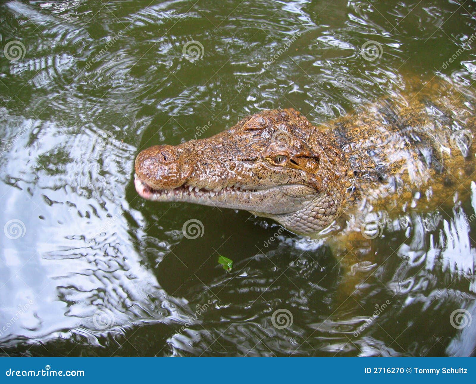 Hungry Crocodile stock photo. Image of camoflauge, ambush - 2716270