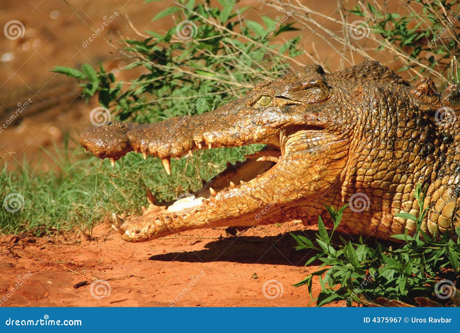 Hungry crocodile stock image. Image of muzzle, scenic - 4375967