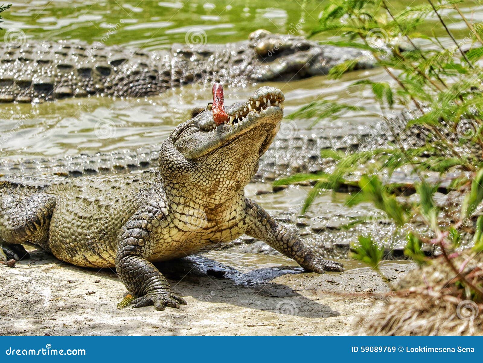 Hungry stock image. Image of predator, hungry, crocodile - 59089769