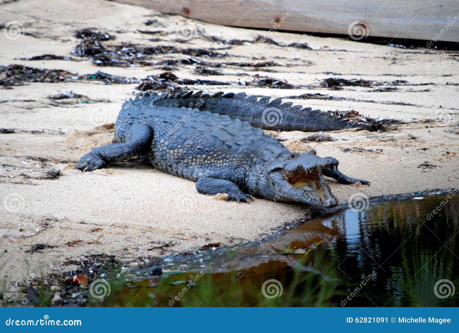 Hungry Crocodile stock image. Image of reptile, lake - 62821091