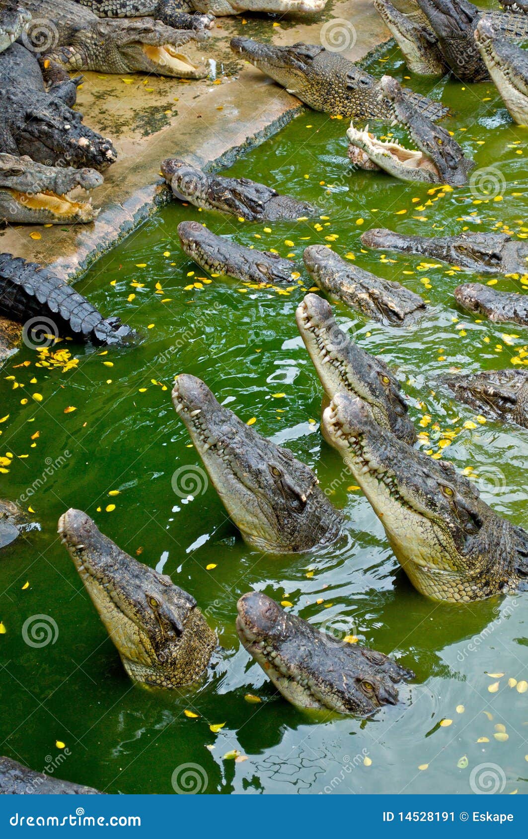 Hungry Crocodiles stock image. Image of summer, asian - 14528191