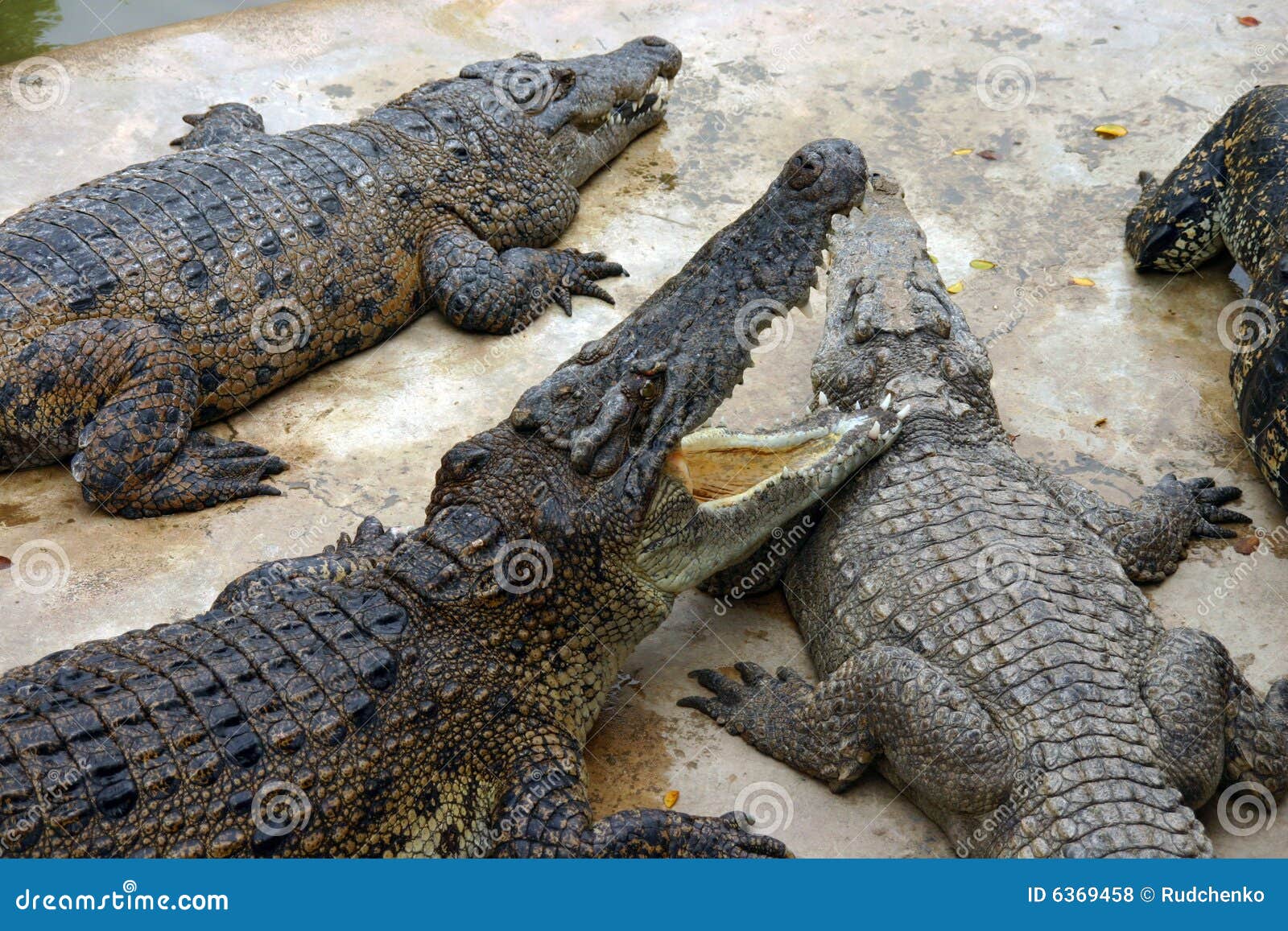 Hungry crocodiles stock photo. Image of greed, skin, green - 6369458