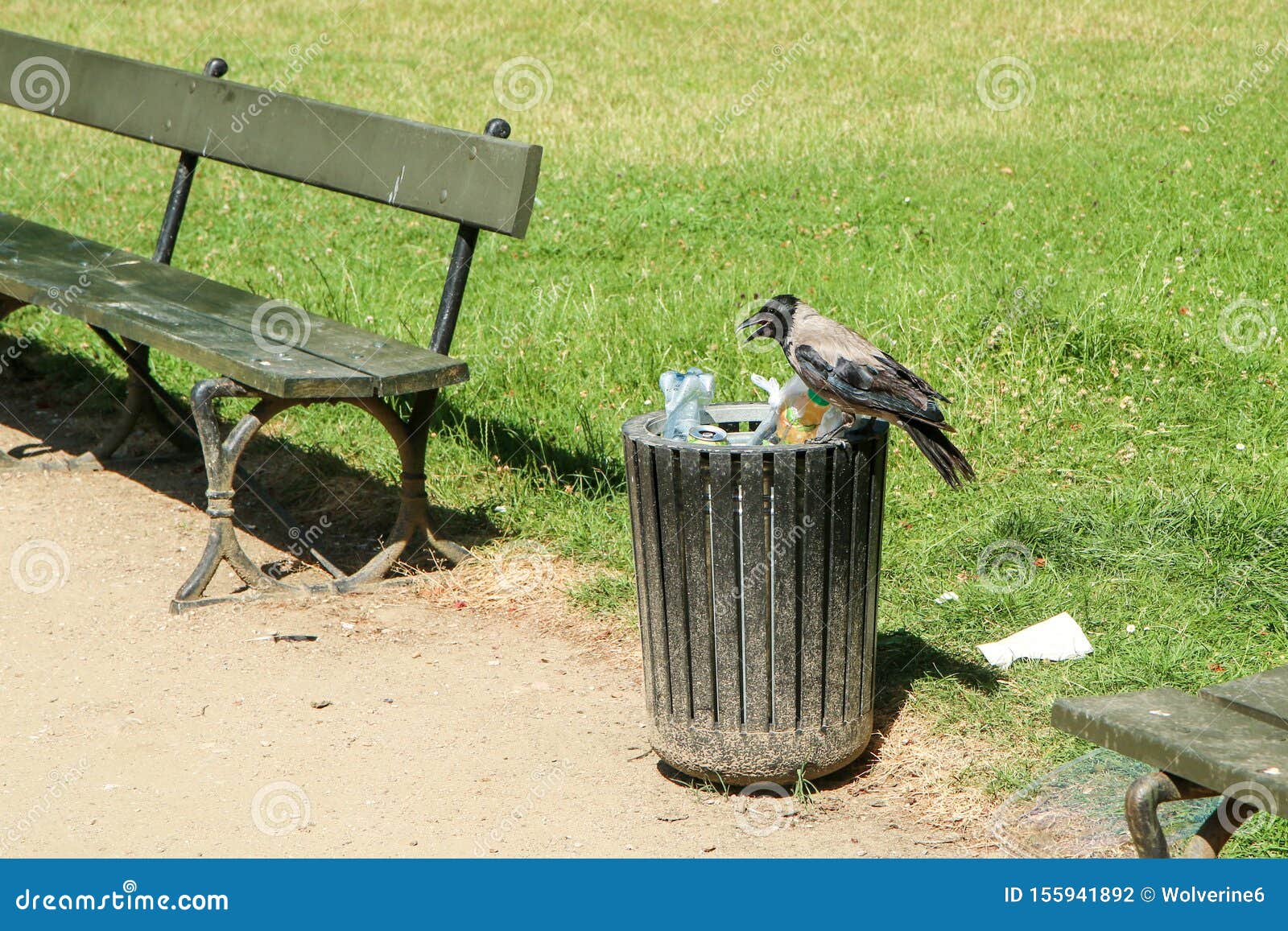 Hungry Crow Eating Garbage from a Trash Bin Stock Photo - Image of ...