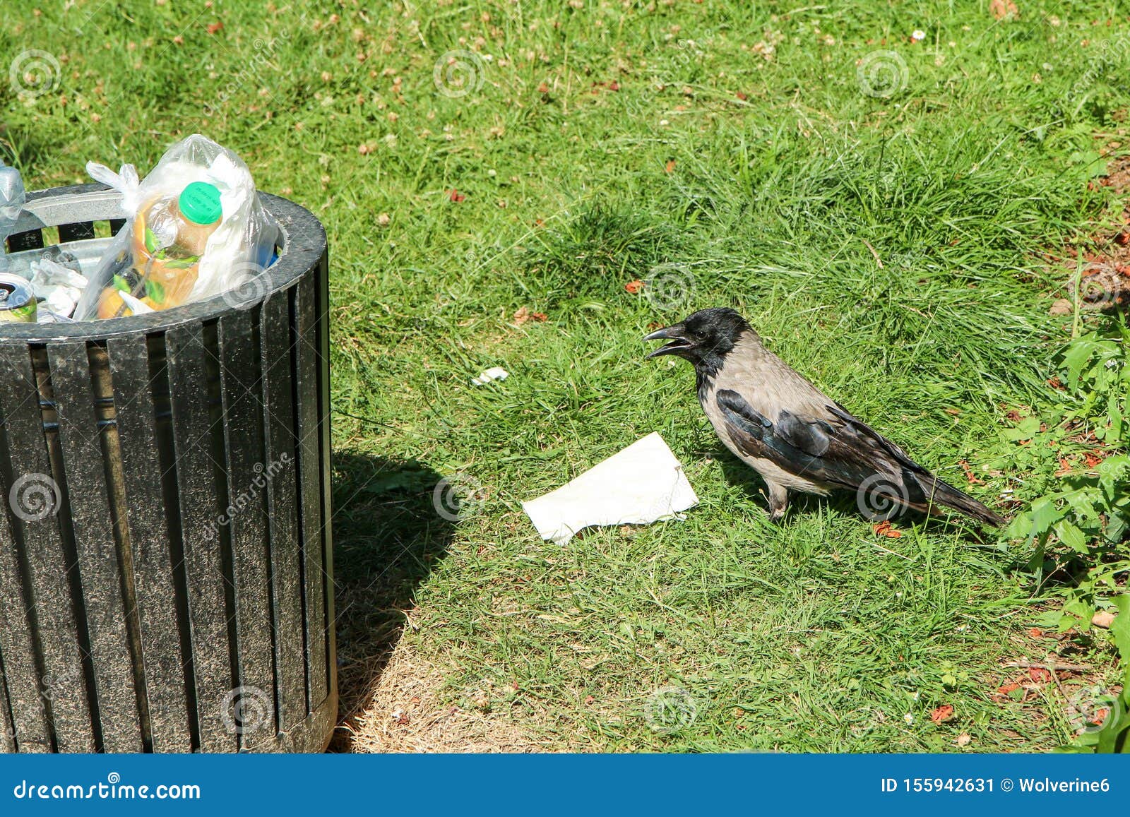 Hungry Crow Eating Garbage from a Trash Bin Stock Image - Image of ...