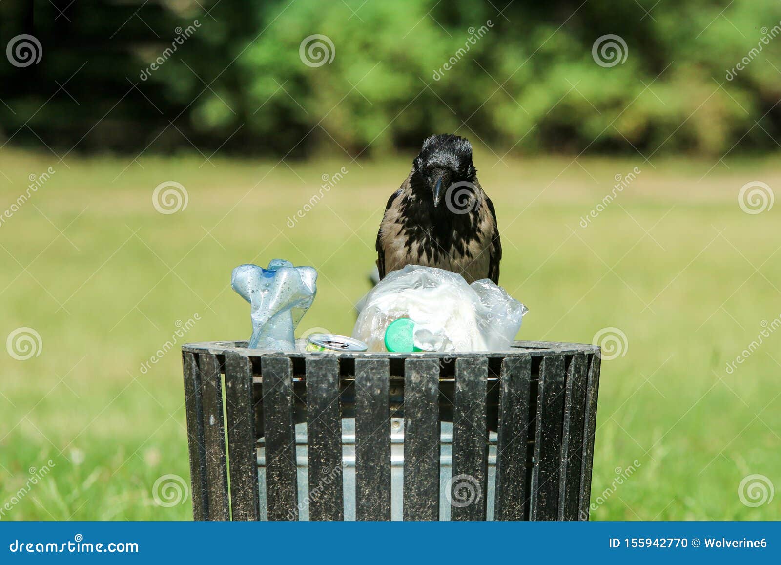Hungry Crow Eating Garbage From A Trash Bin Royalty-Free Stock ...