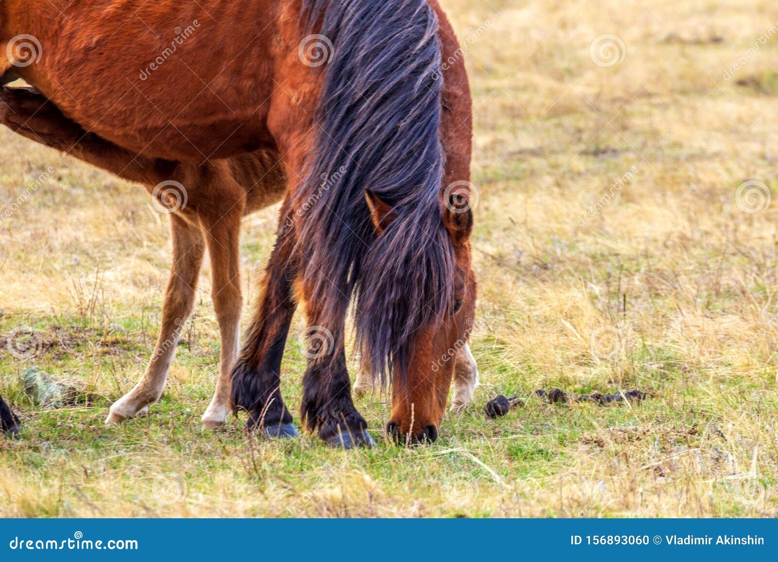 Dark red horses stock photo. Image of farming, colorful - 156893060