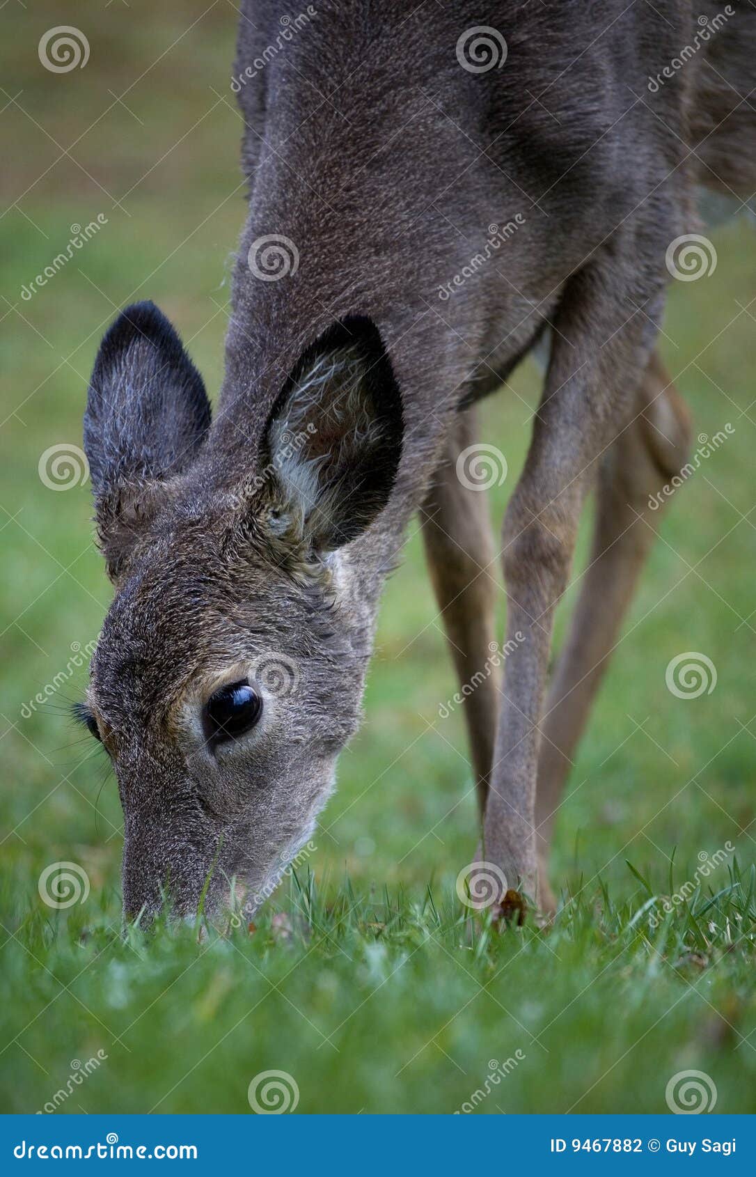 Hungry deer stock photo. Image of green, lawn, wildlife - 9467882