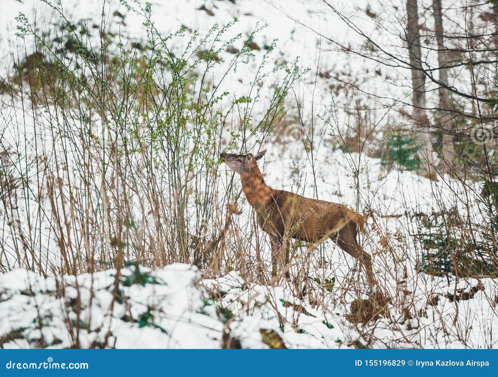Hungry Deer Look for Food in a Forest in Winter Stock Image - Image of ...