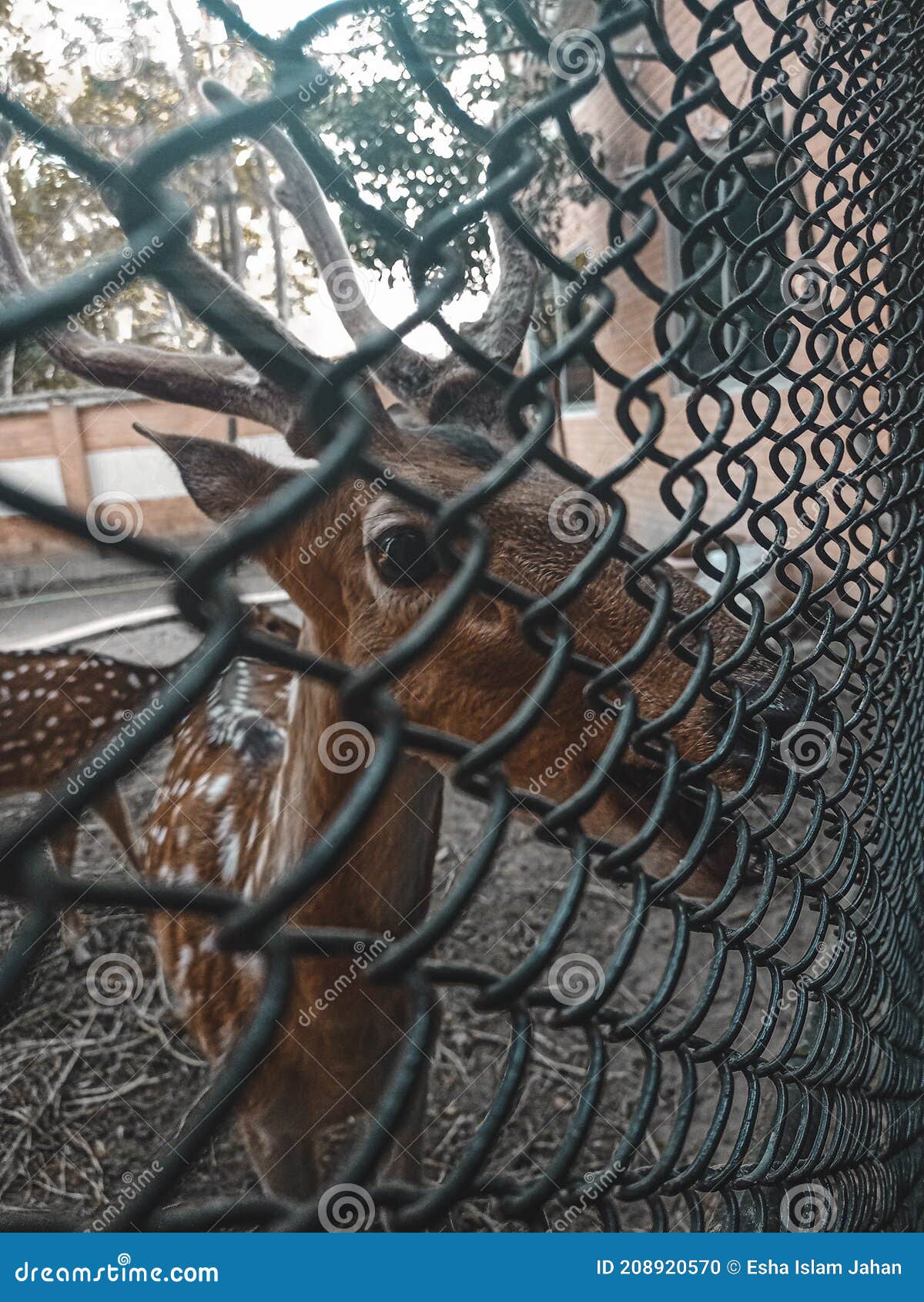 A hungry deer at the zoo stock photo. Image of deer - 208920570