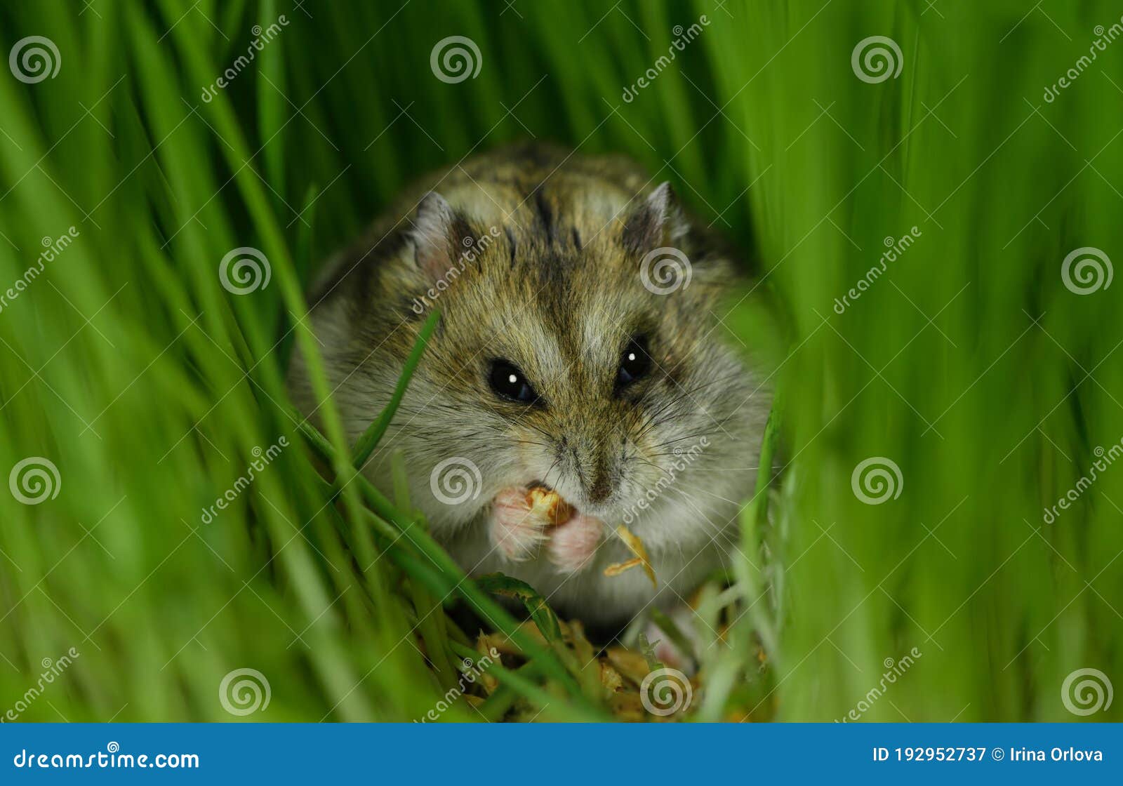 The Hungry Djungarian Dwarf Hamster is Eating the Grain in the Grass ...