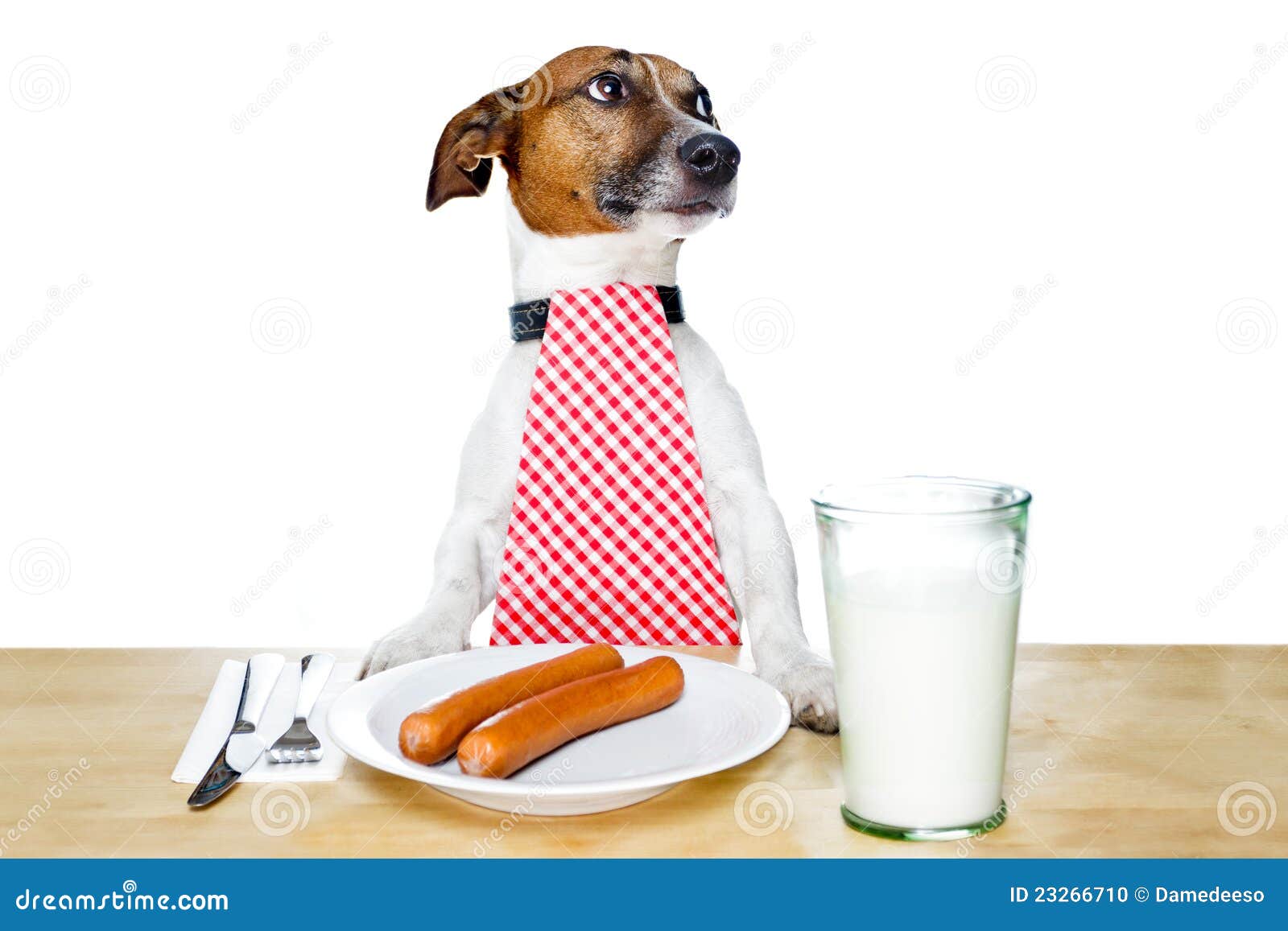 Hungry dog stock photo. Image of food, enjoy, jack, canine - 23266710