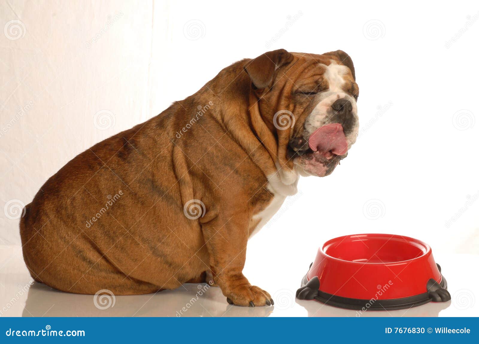 Hungry dog stock photo. Image of bull, cute, dinner, companion - 7676830