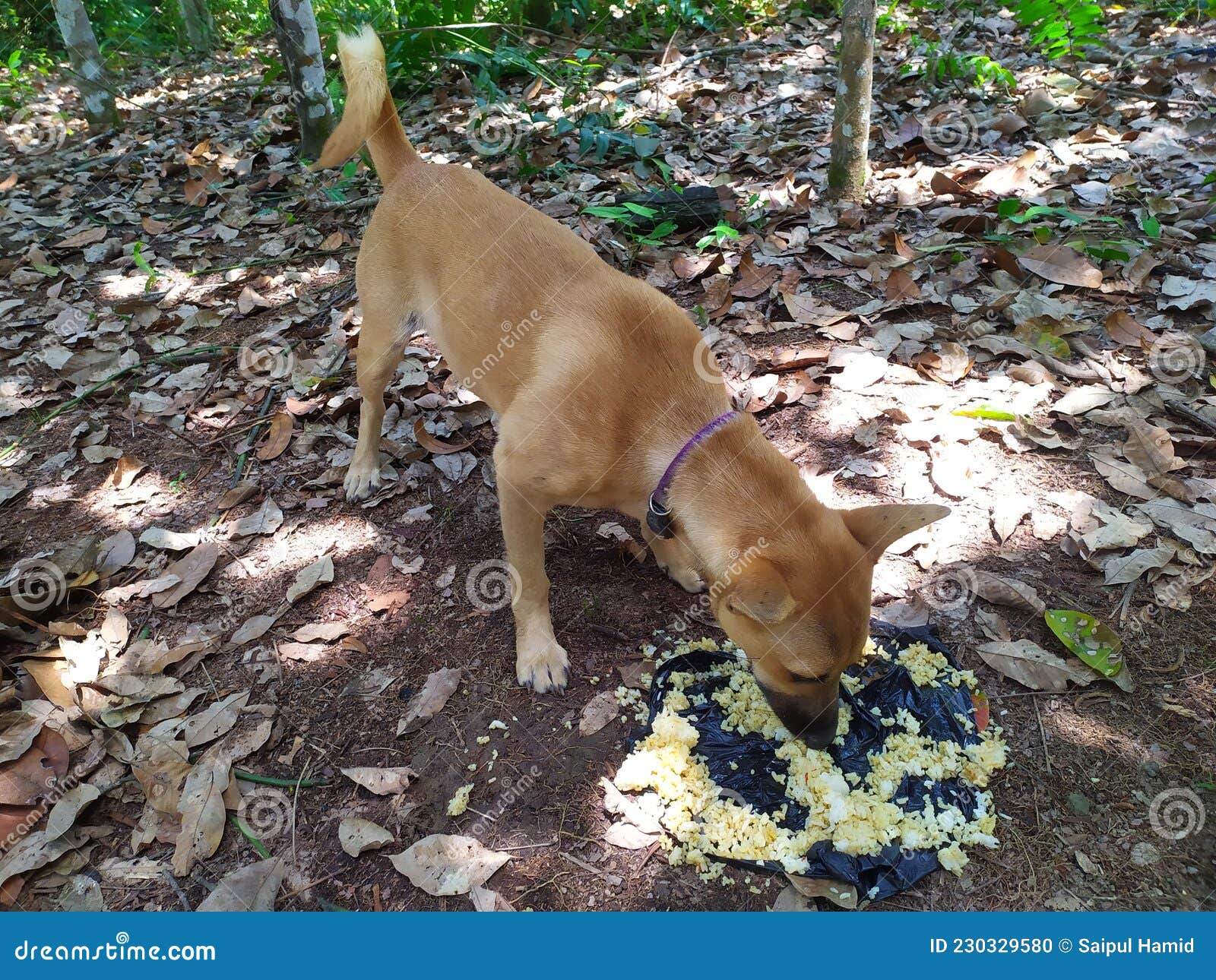 Hungry Dog Eats Rice Voraciously Stock Photo - Image of wilderness ...