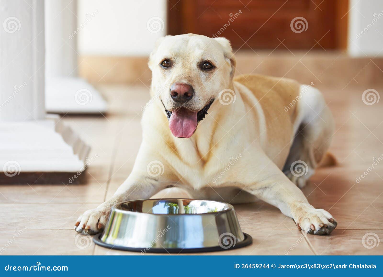 Hungry dog stock photo. Image of expression, peacefully - 36459244