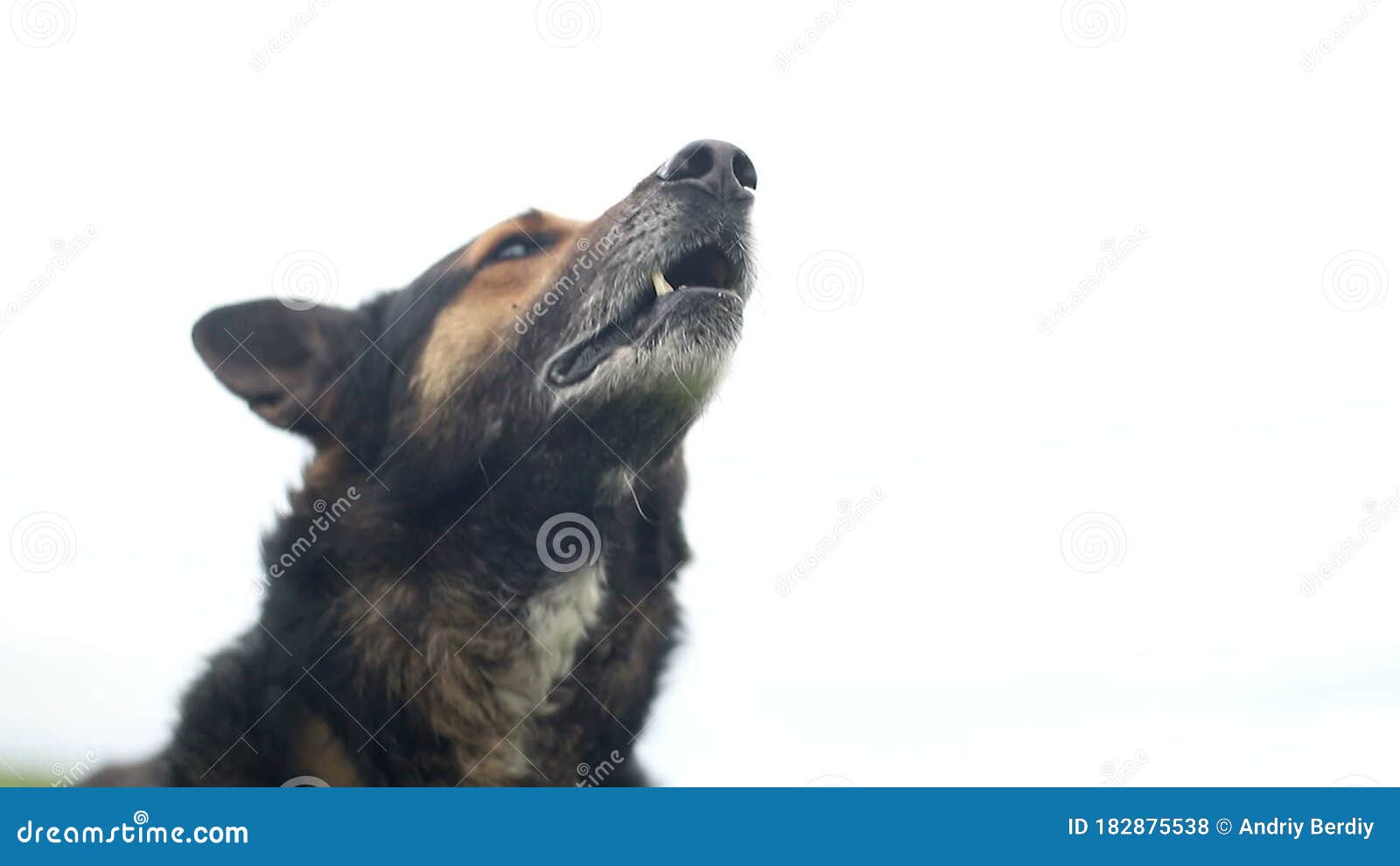 Evil German Shepherd, Hungry Dog, Stupid Dog, Evil Dog Stock Footage ...