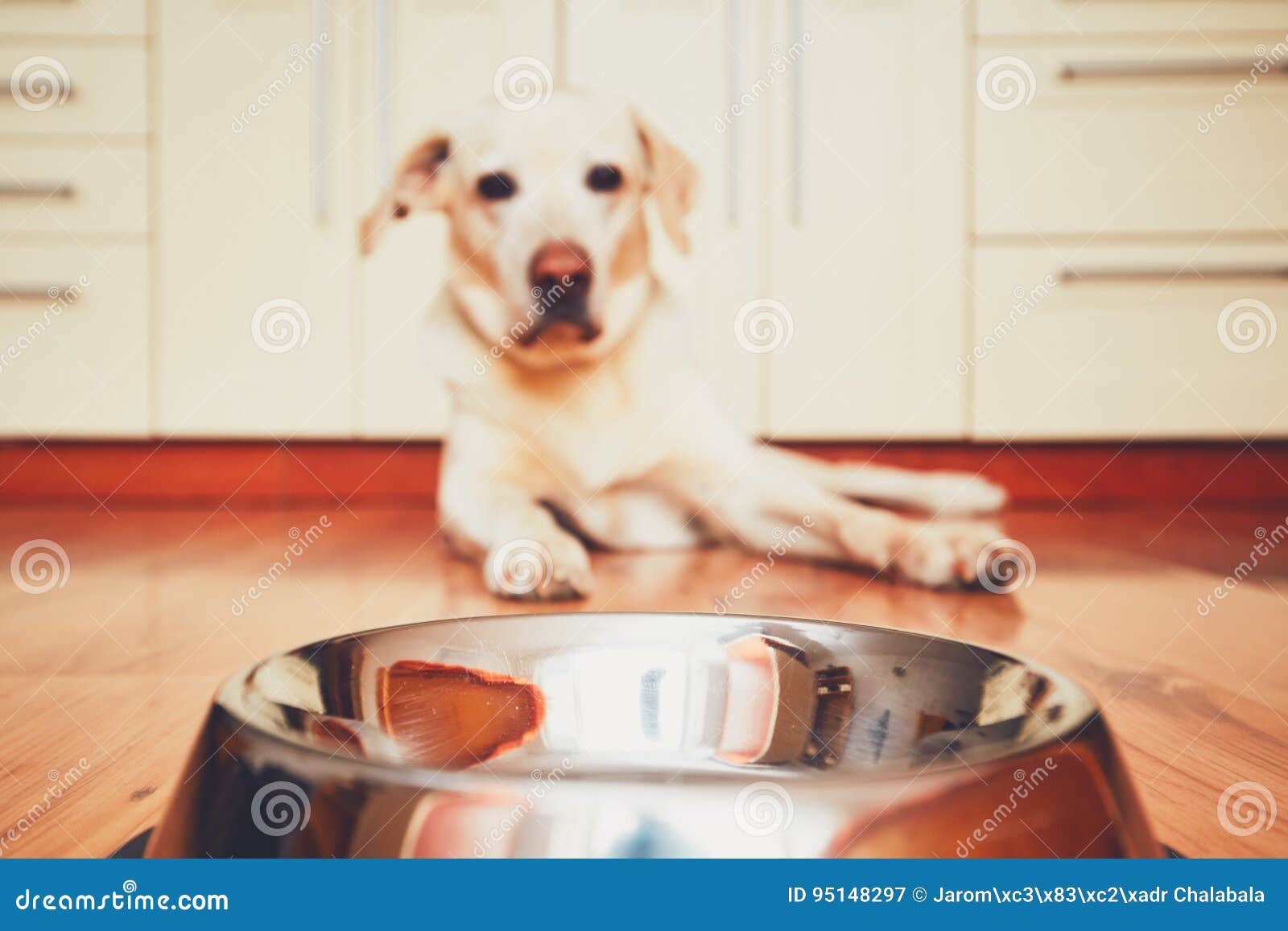 Hungry Dog Waiting for Feeding Stock Image - Image of indoors, craving ...
