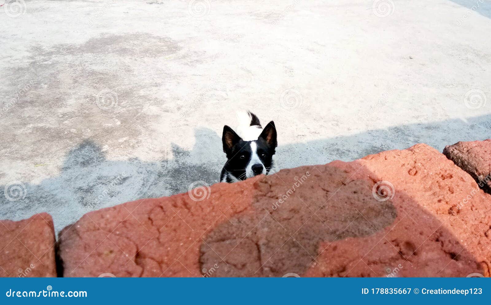 Hungry Dog is Watching on Food Stock Image - Image of cute, healthy ...