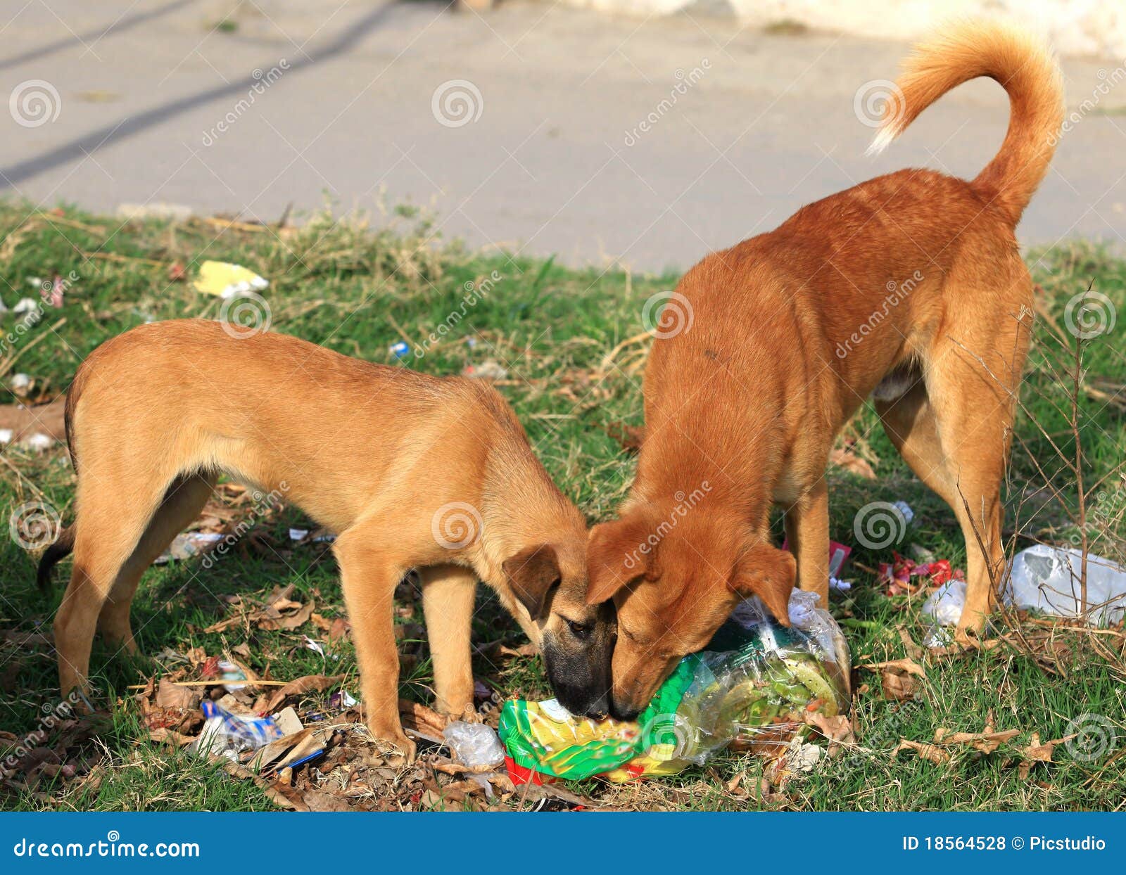 Hungry dogs stock photo. Image of hunger, litter, animal - 18564528