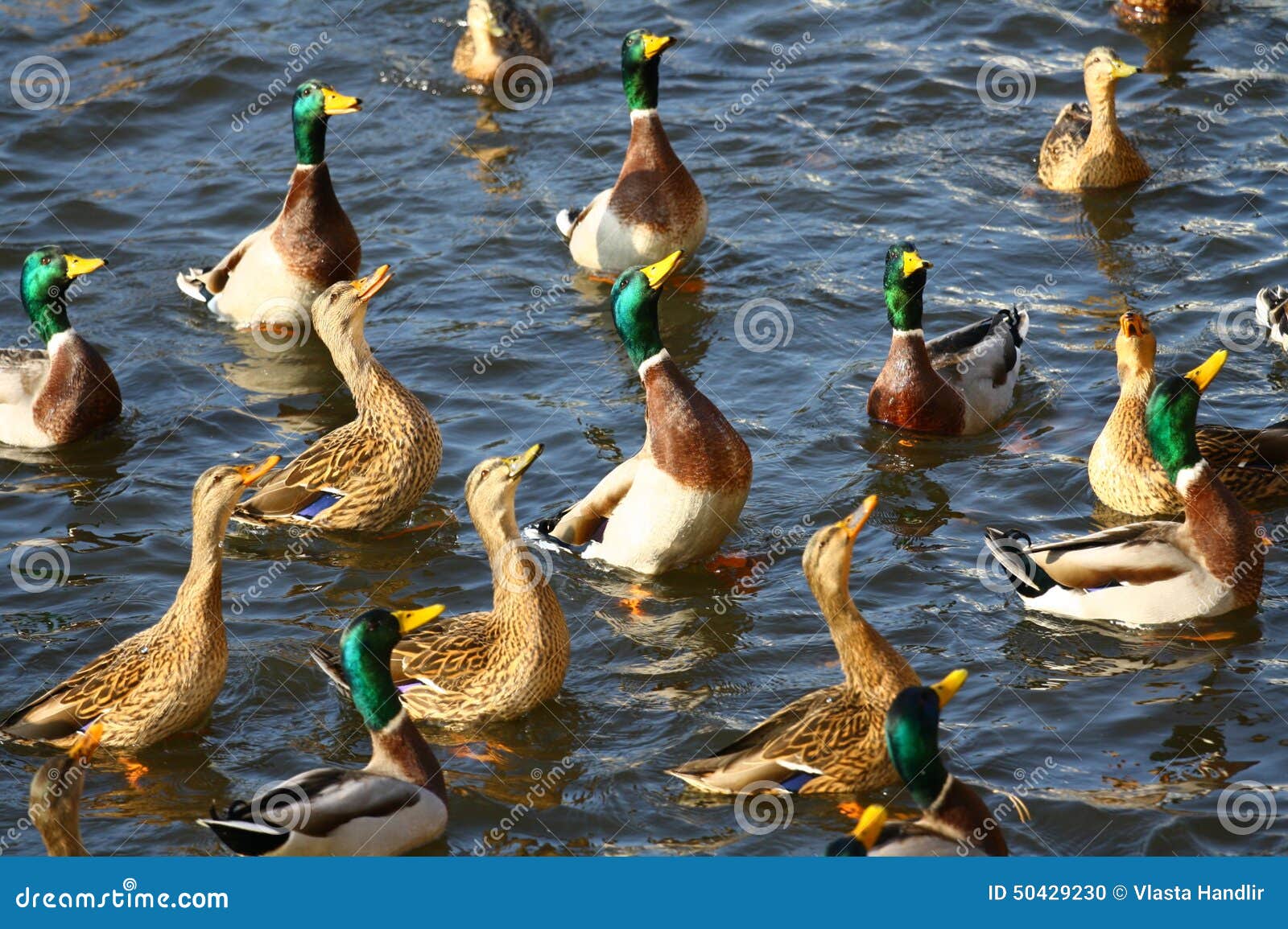 Hungry ducks stock photo. Image of snack, animals, wings - 50429230