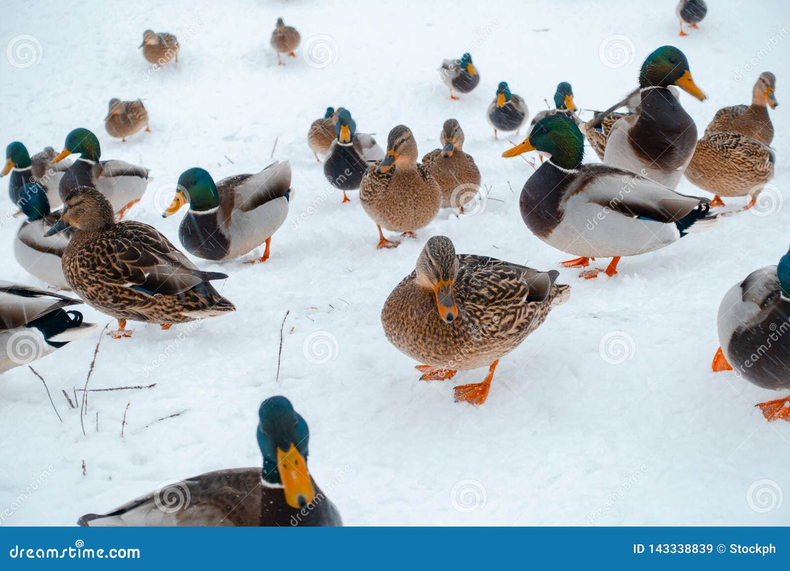 Hungry ducks in winter stock image. Image of wildlife - 143338839