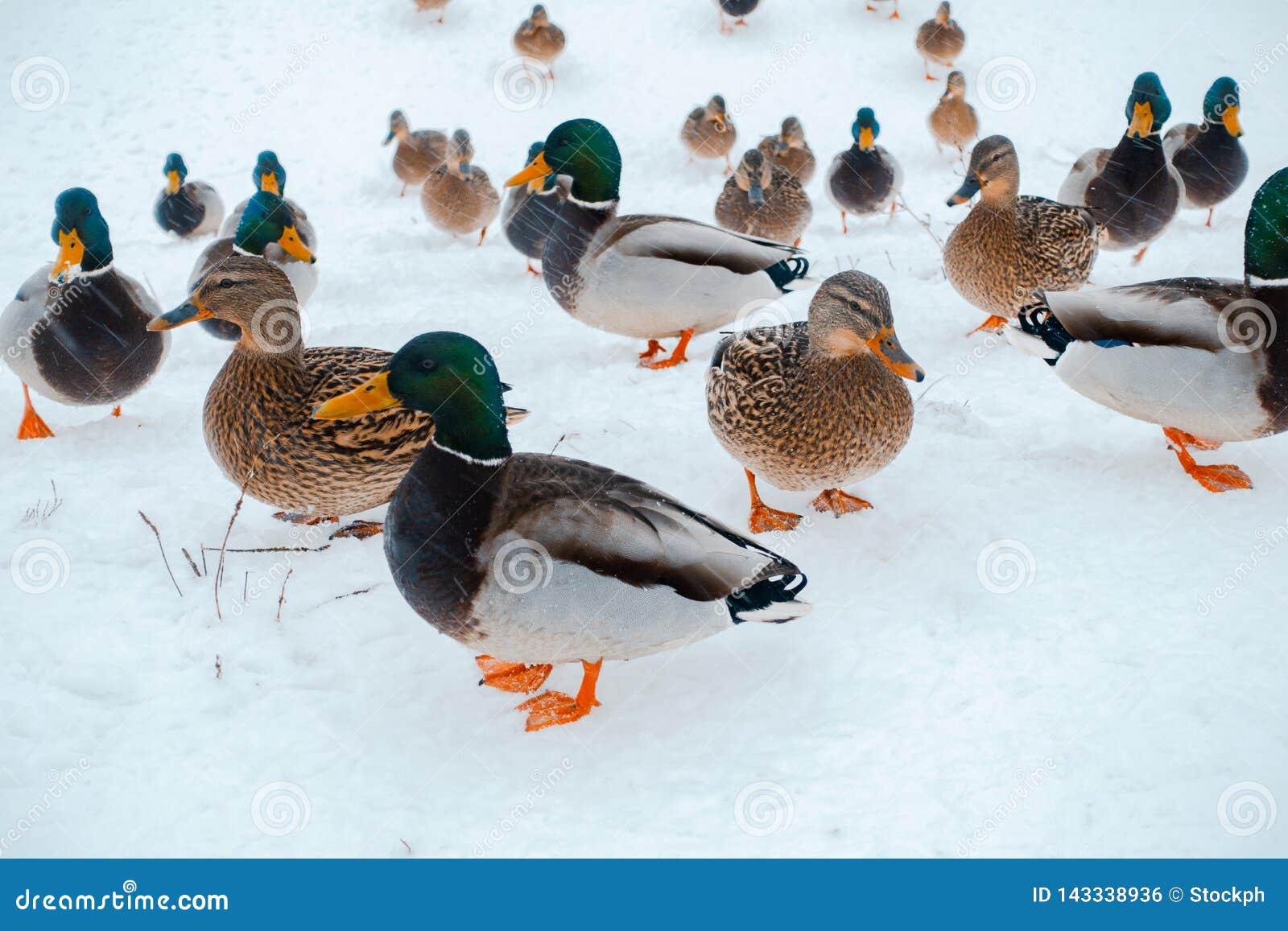 Hungry ducks in winter stock photo. Image of season - 143338936