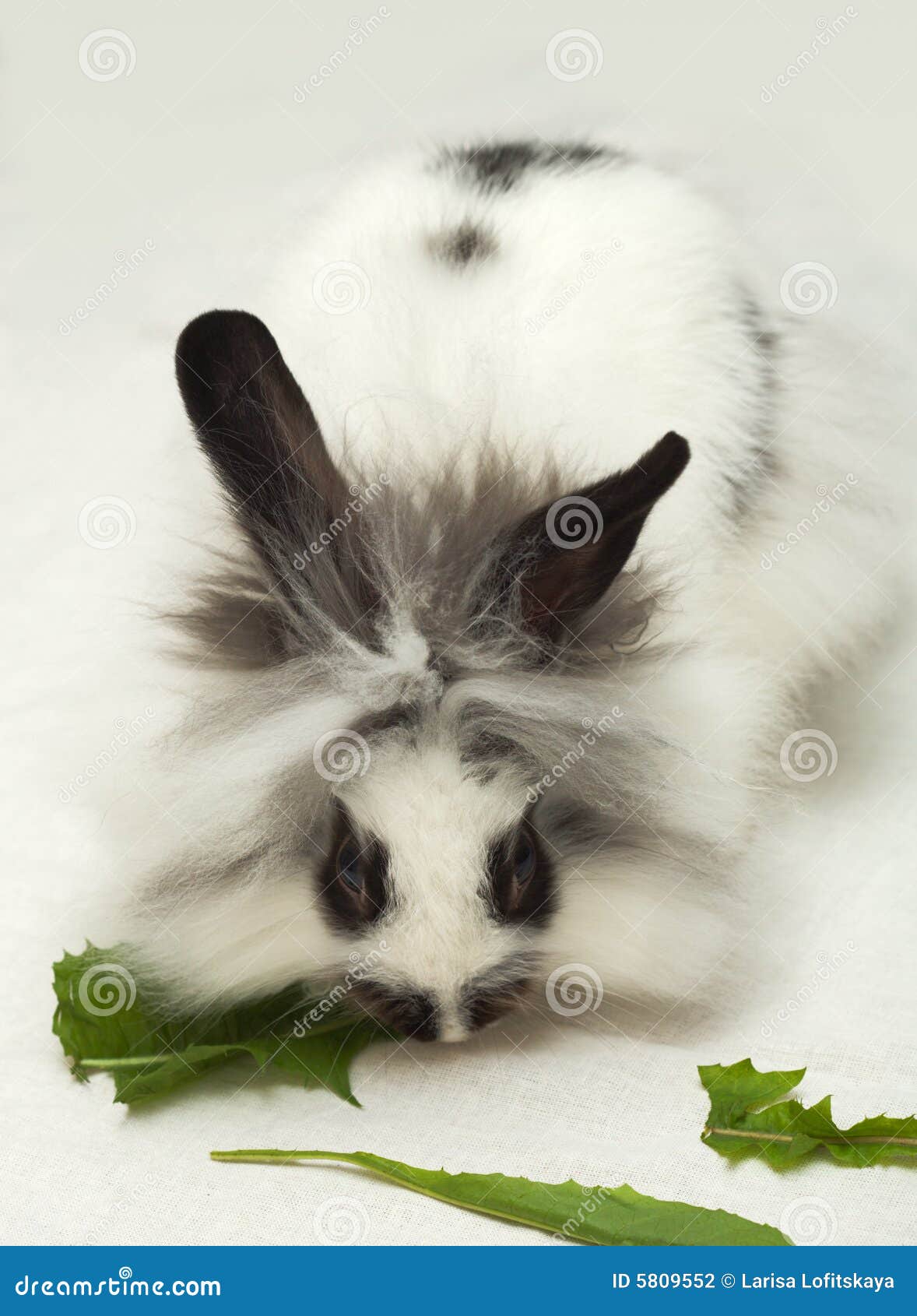 Hungry dwarfish rabbit stock photo. Image of small, food - 5809552