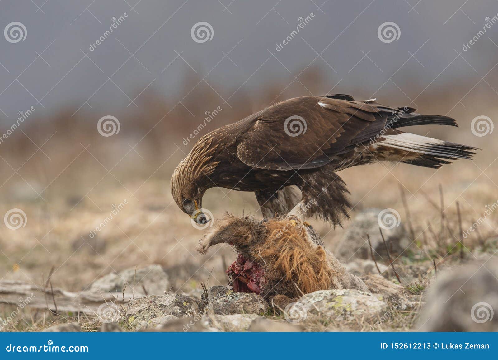 Eagle is eating his prey stock image. Image of nature - 152612213