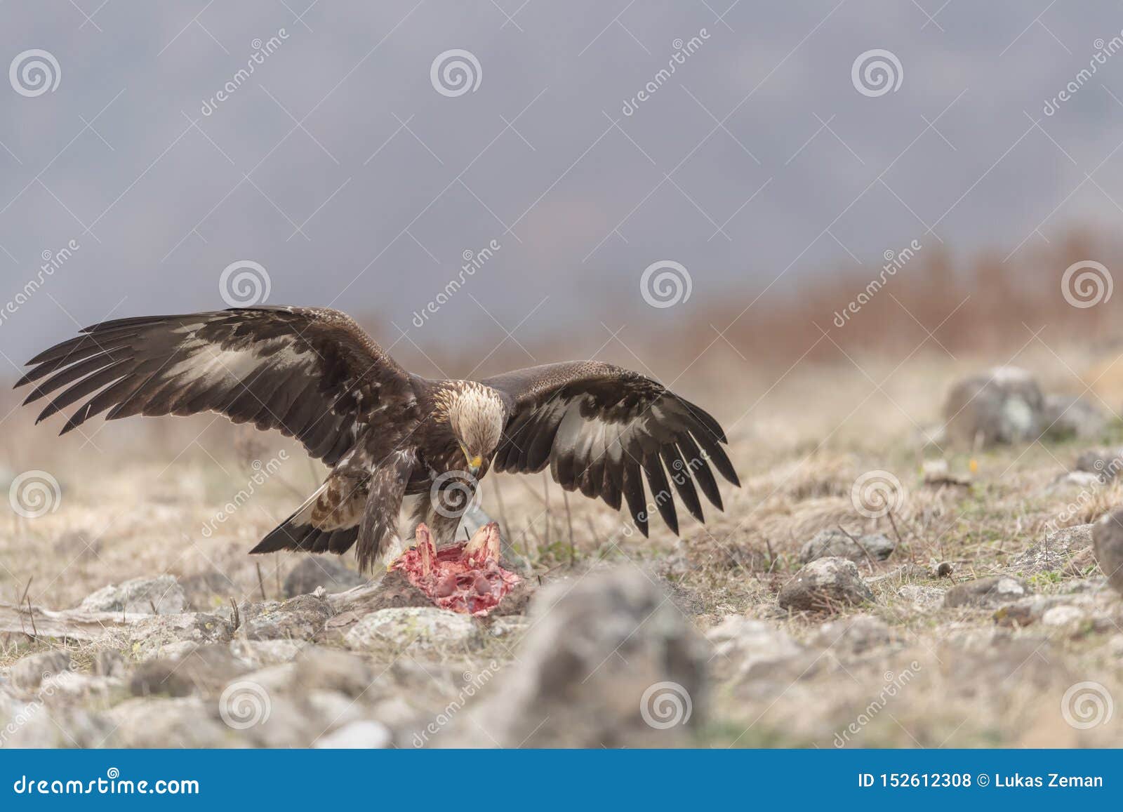 Eagle is eating his prey stock photo. Image of flight - 152612308