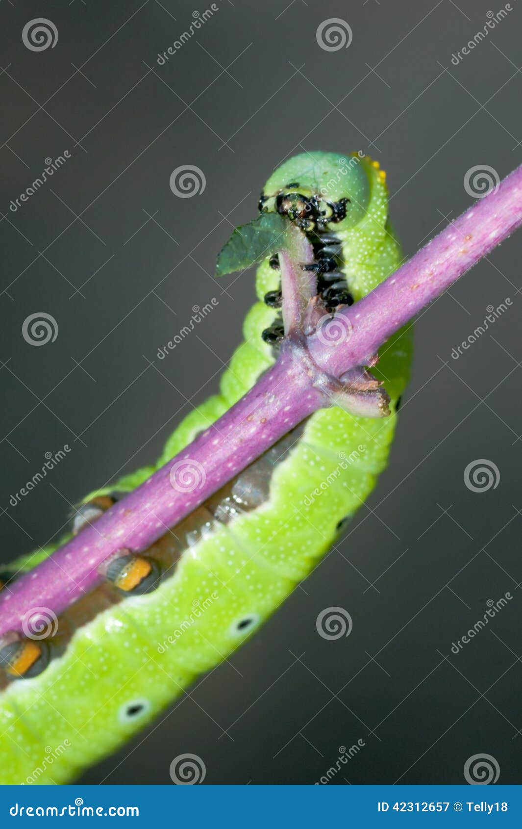 Hungry Eating Caterpillar stock image. Image of caterpillar - 42312657