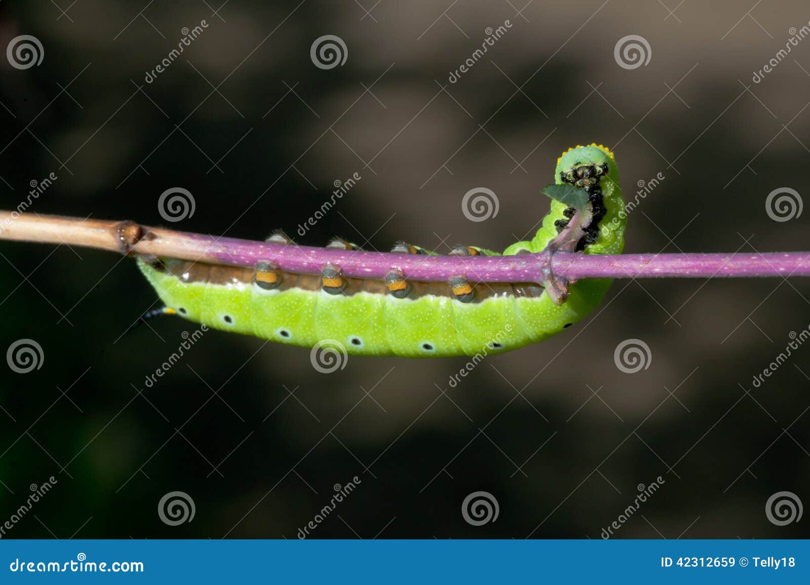 Hungry Eating Caterpillar stock image. Image of colors - 42312659