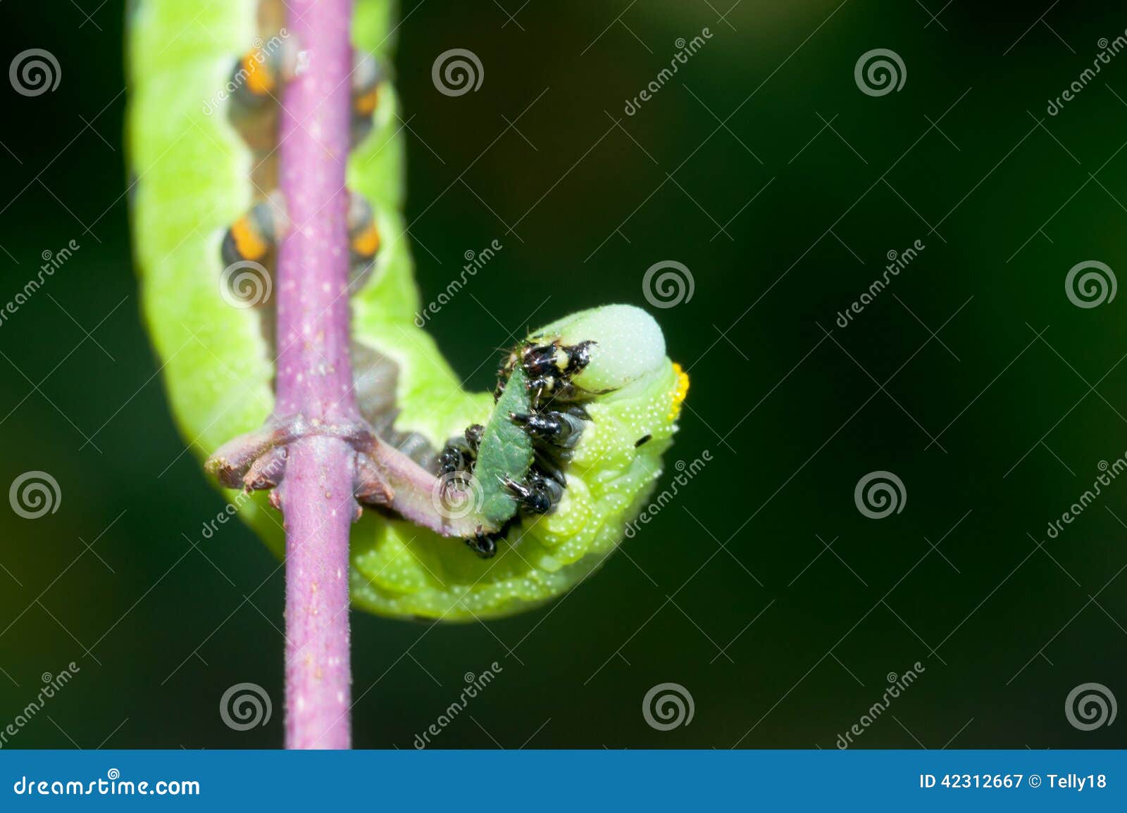 Hungry Eating Caterpillar stock image. Image of hungry - 42312667