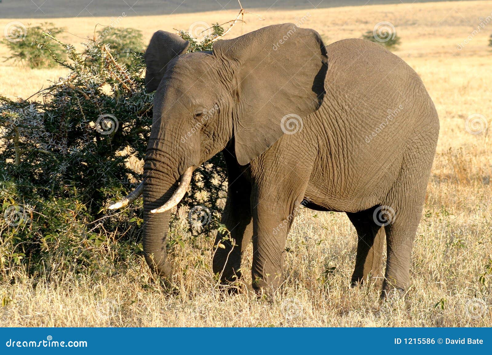 Hungry elephant stock photo. Image of bush, standing, hungry - 1215586