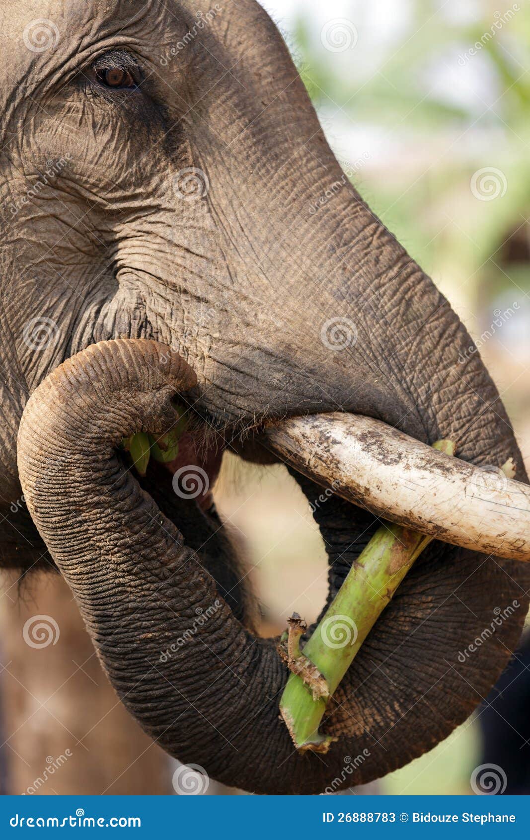 Starving Elephant