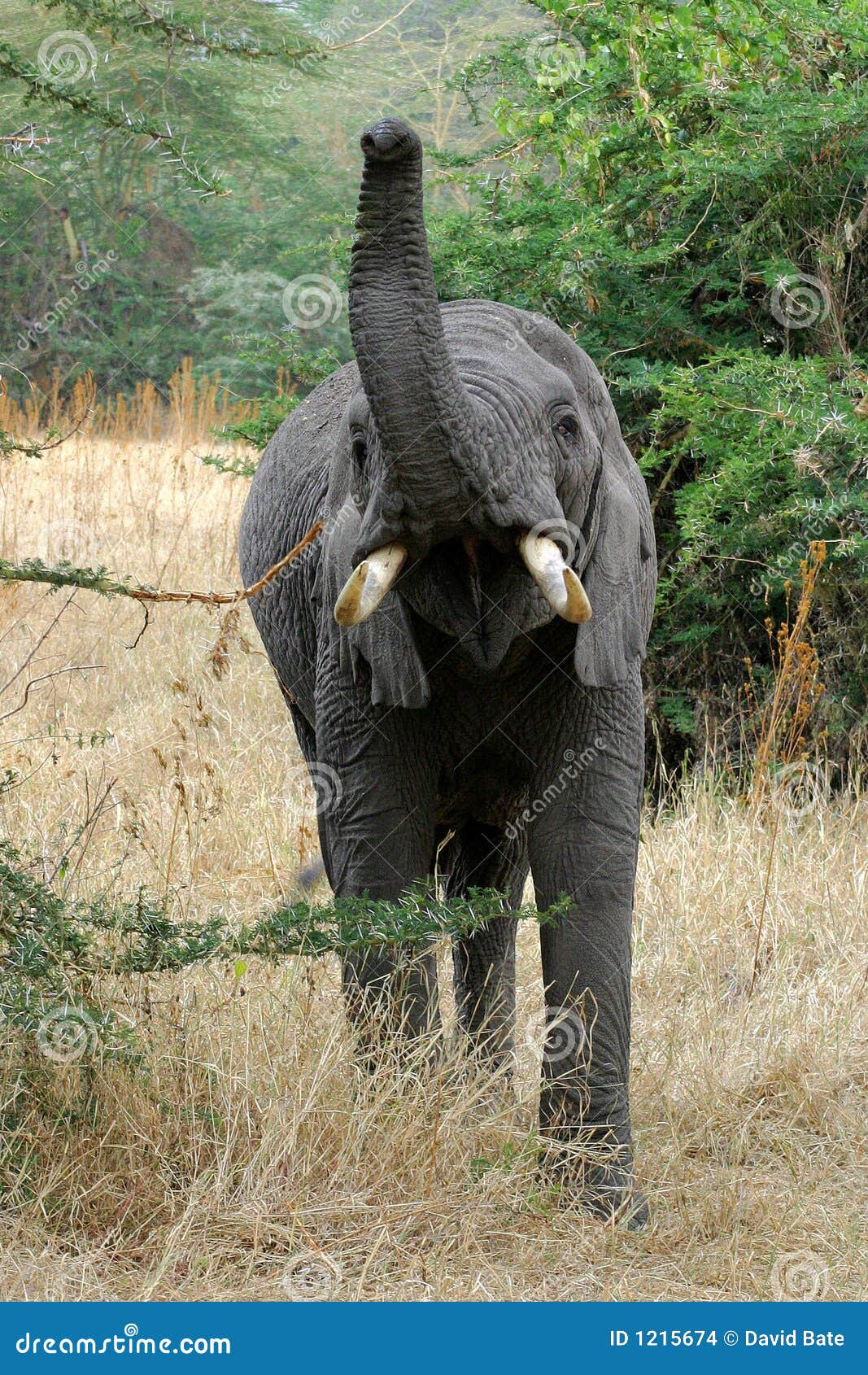 Hungry elephant 3 stock photo. Image of serengeti, tusks - 1215674