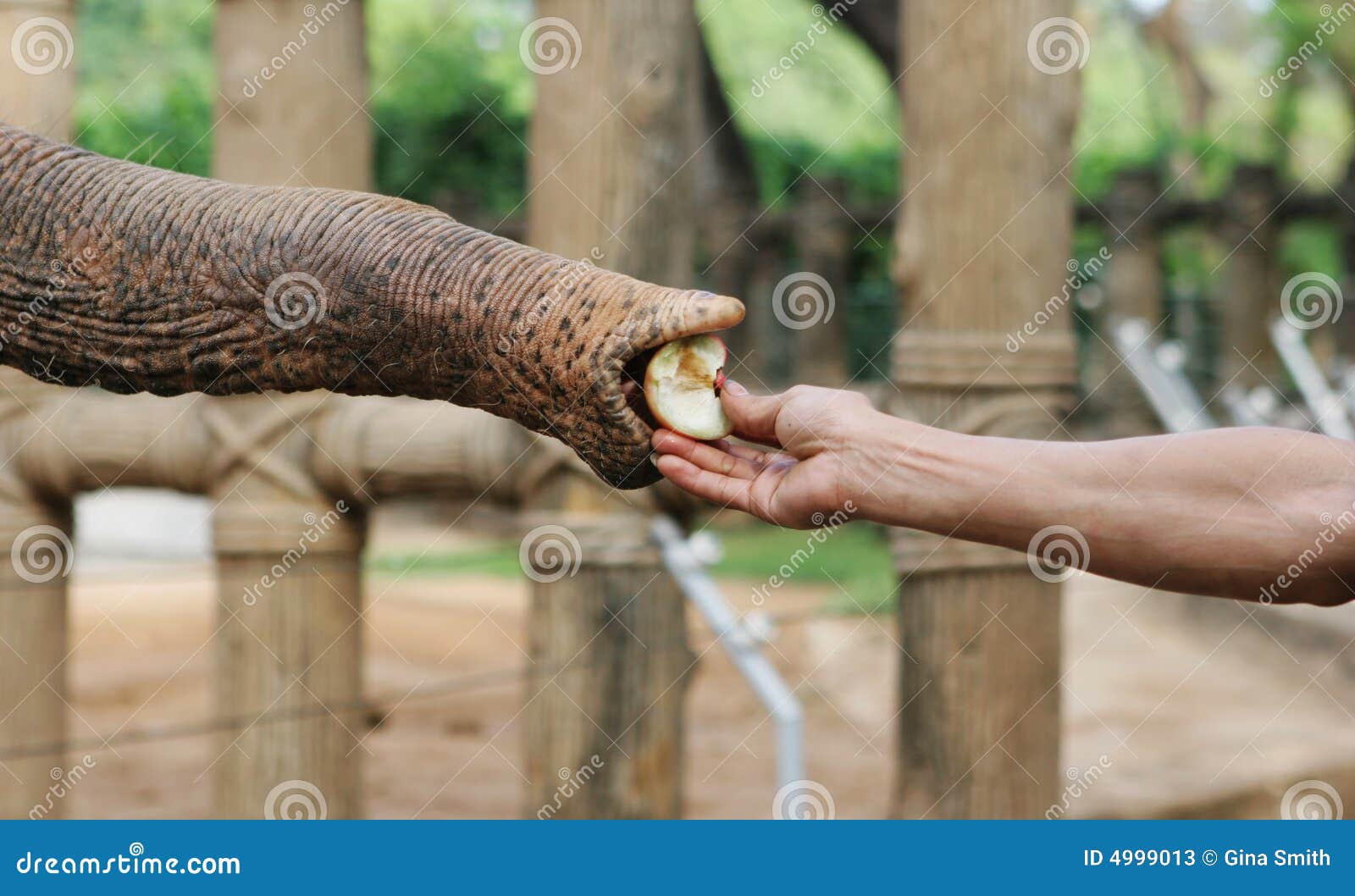 Hungry elephant stock image. Image of creature, elephant - 4999013