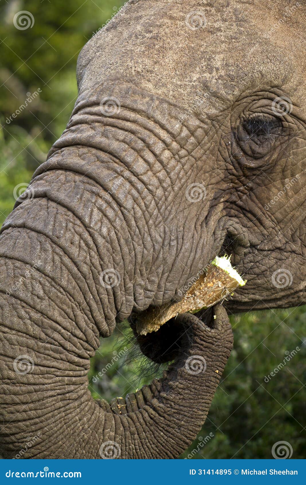Hungry elephant stock image. Image of dangerous, cutout - 31414895