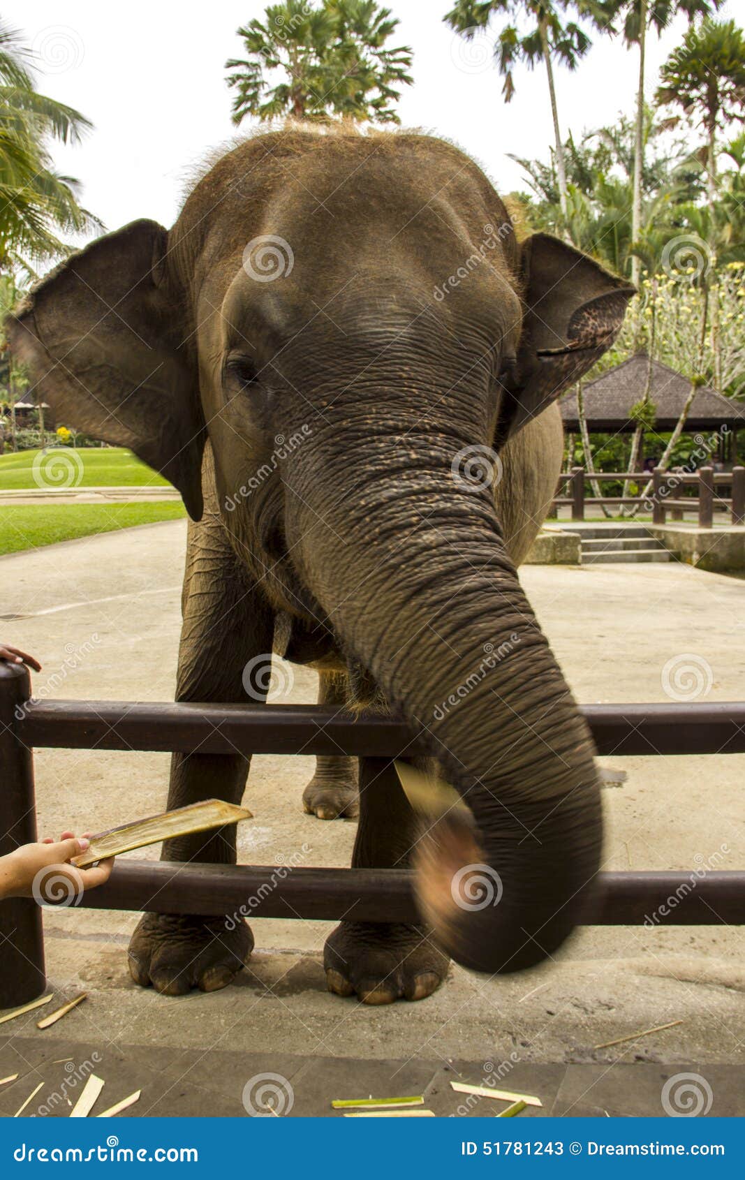 Hungry elephant stock image. Image of park, hand, food - 51781243