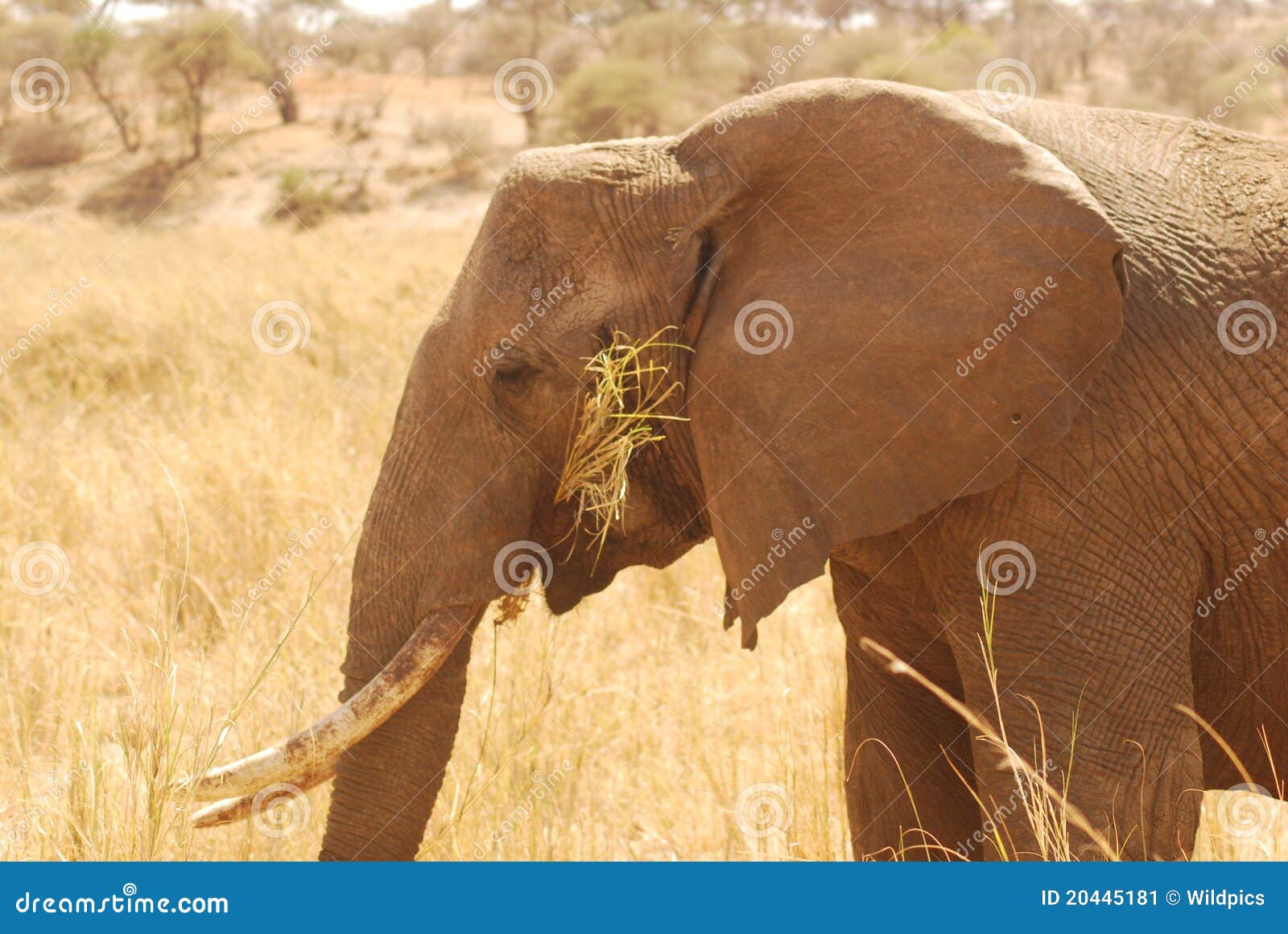 Hungry Elephant in Tarangire NP, Tanzania Stock Image - Image of safari ...