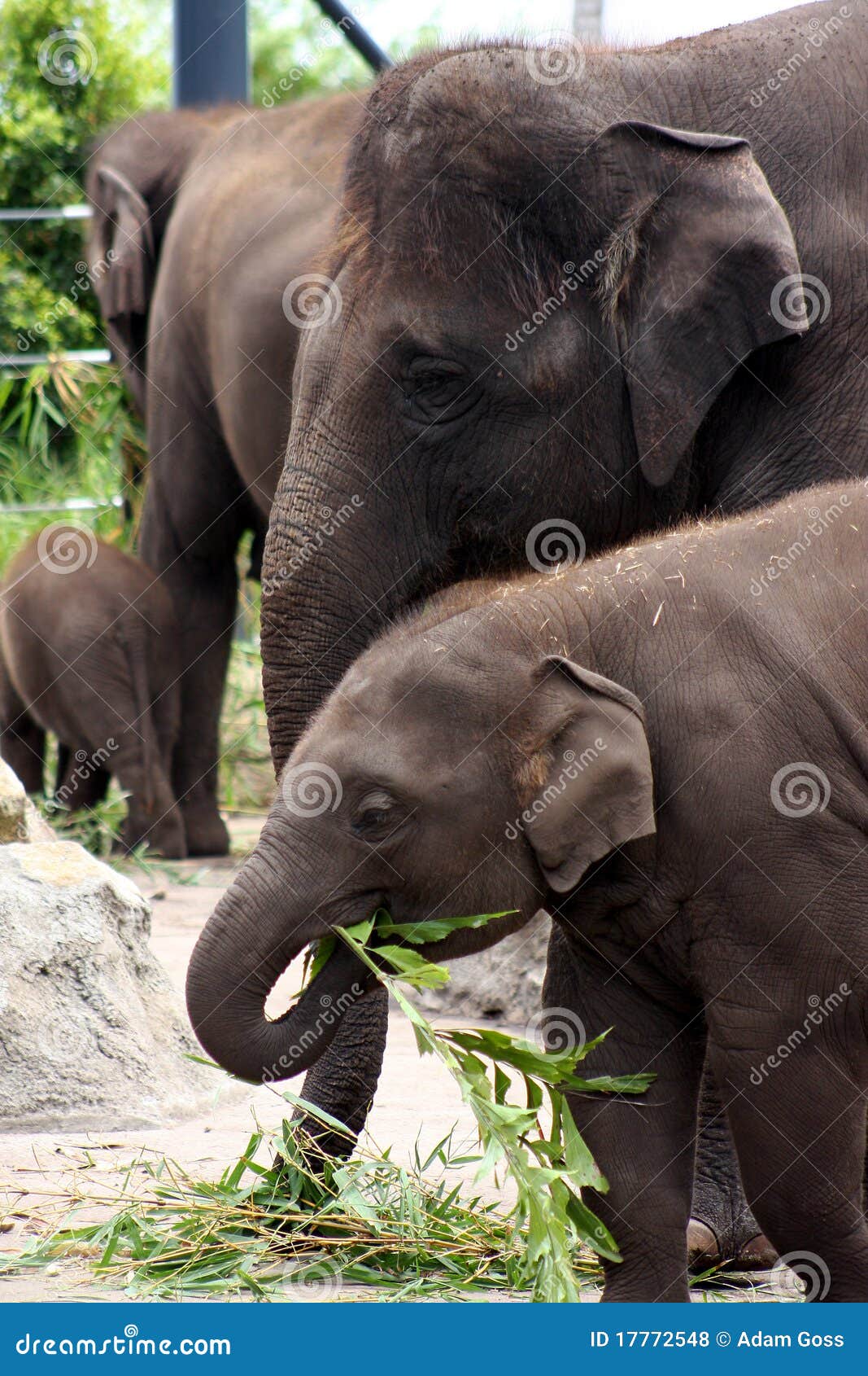 Hungry Elephants. stock photo. Image of huge, offspring - 17772548