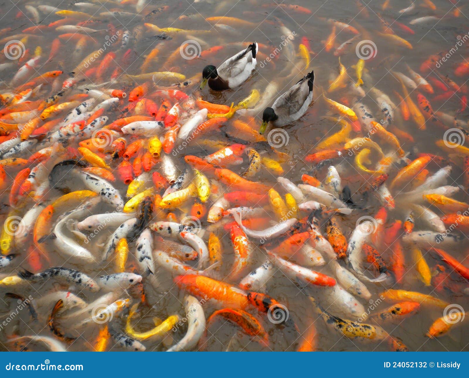 Hungry fish stock photo. Image of busy, swimming, animals - 24052132