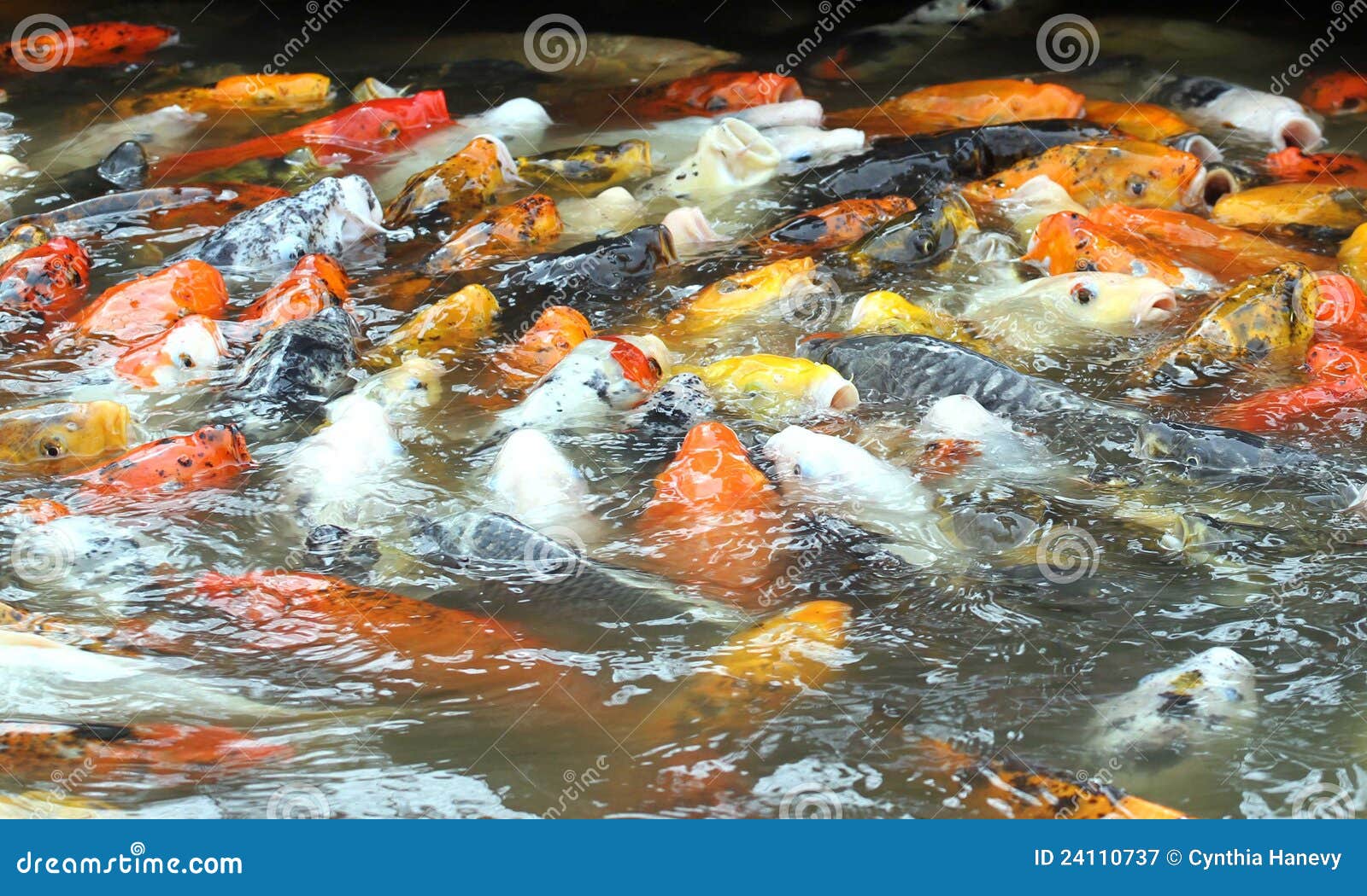 Hungry fish crowd stock image. Image of swim, curve, food - 24110737