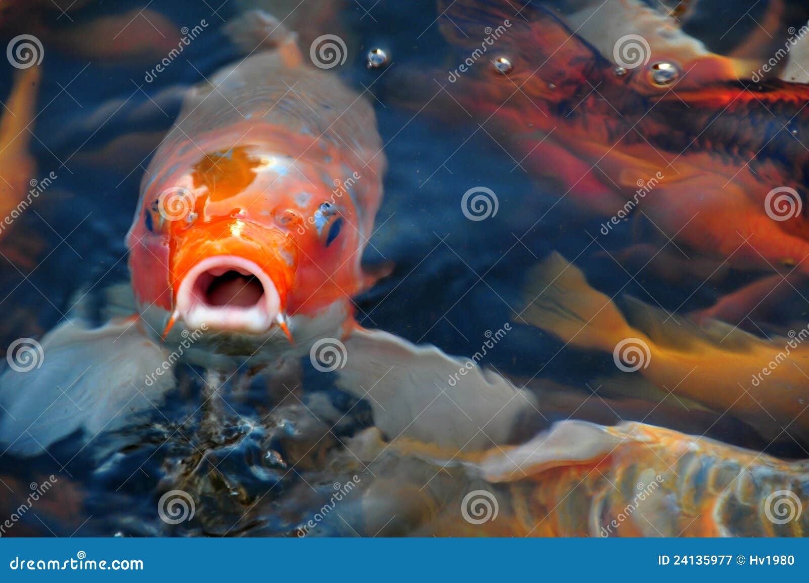 Hungry Fish stock image. Image of food, open, mouth, fish - 24135977